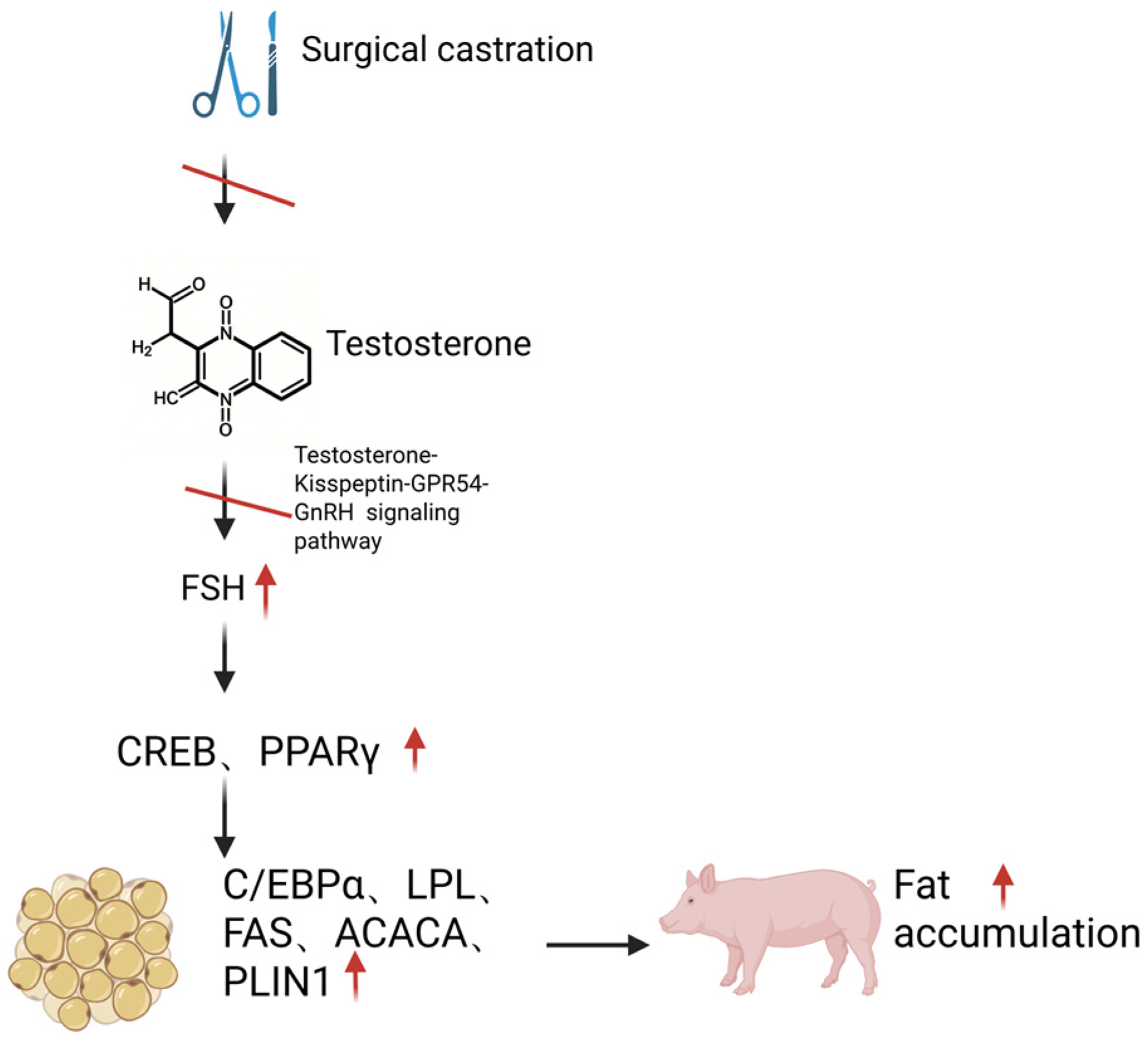 Follicle-Stimulating Hormone in Peripheral Metabolism: Novel Insights ...
