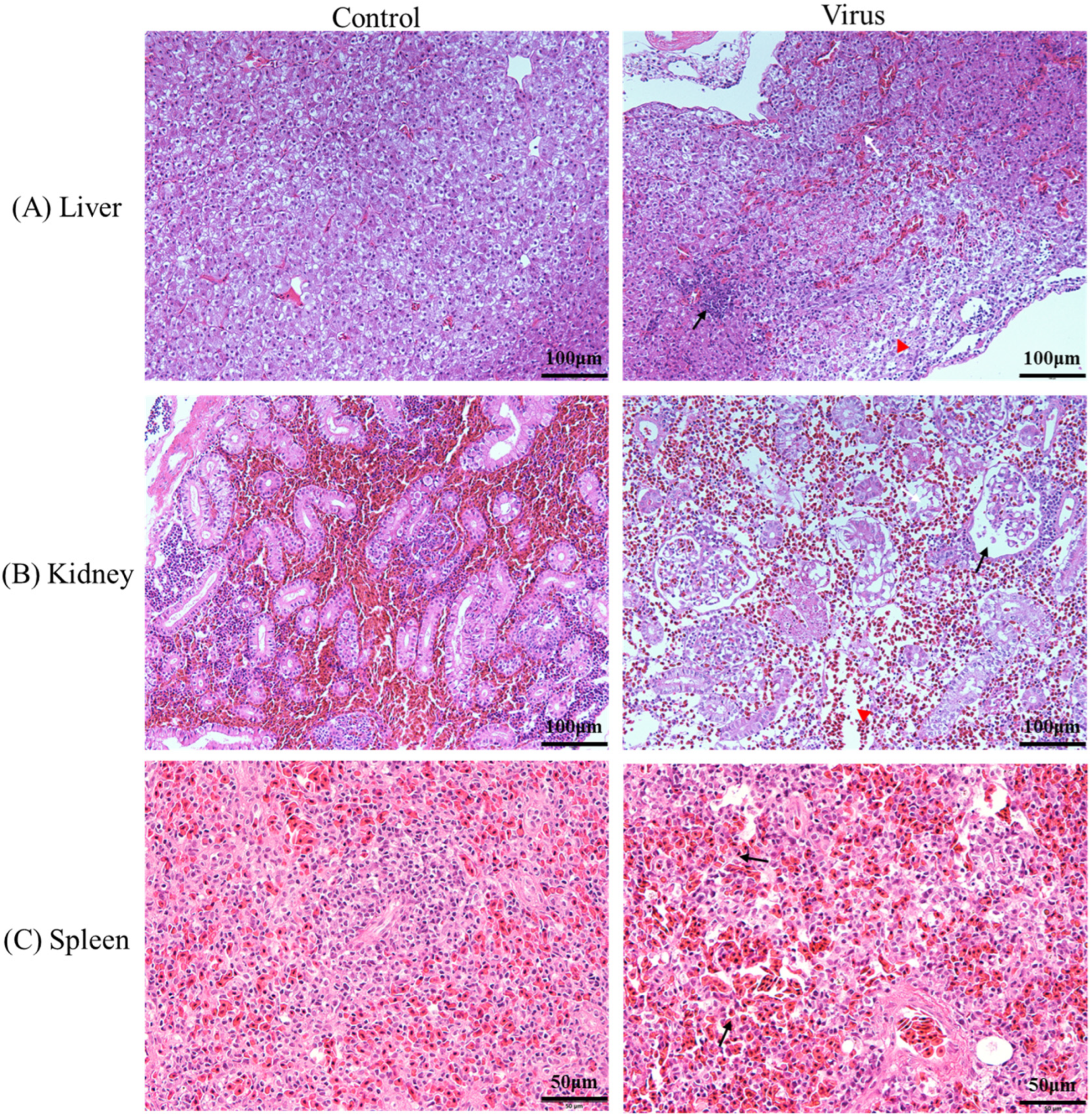 Isolation and Identification of a Novel Variant Rhabdovirus from ...