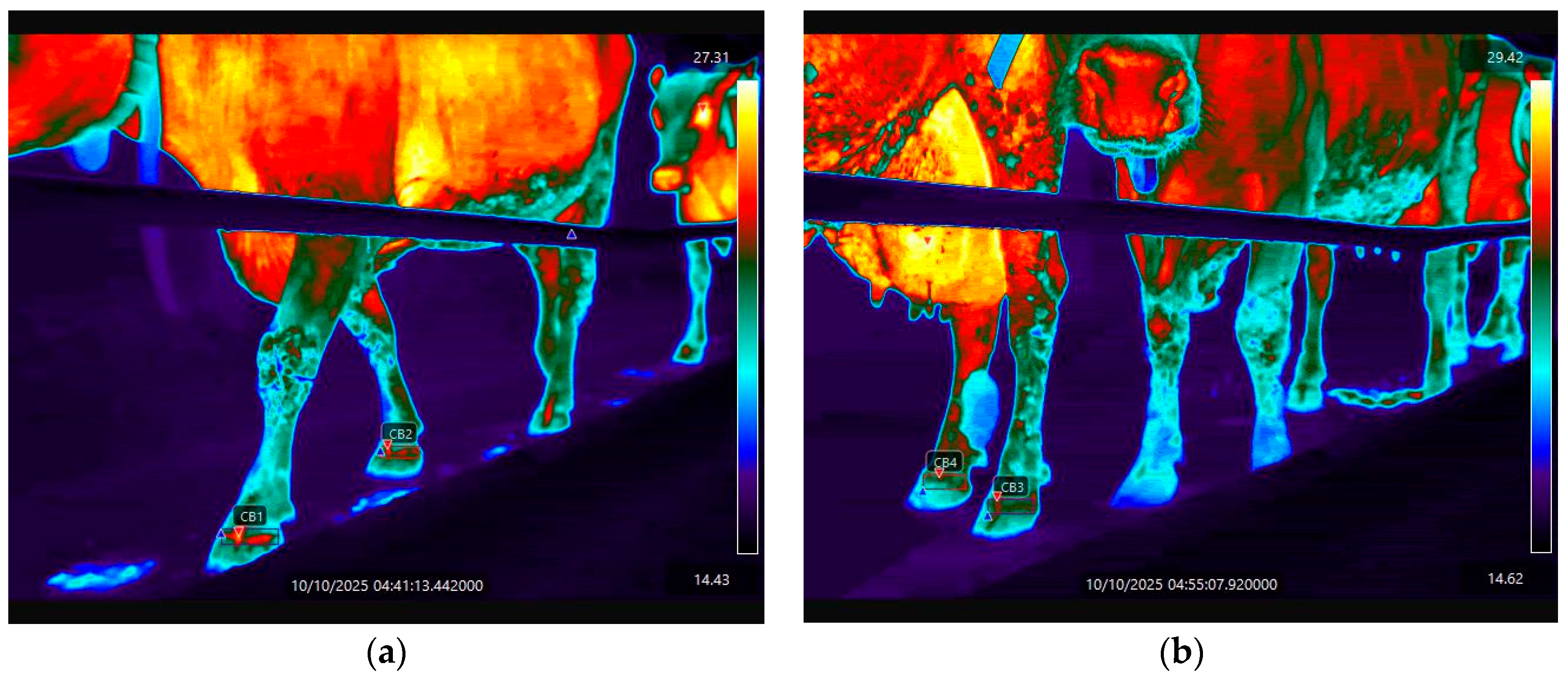 Infrared Thermography of Cattle Hooves: Temperature Differences ...