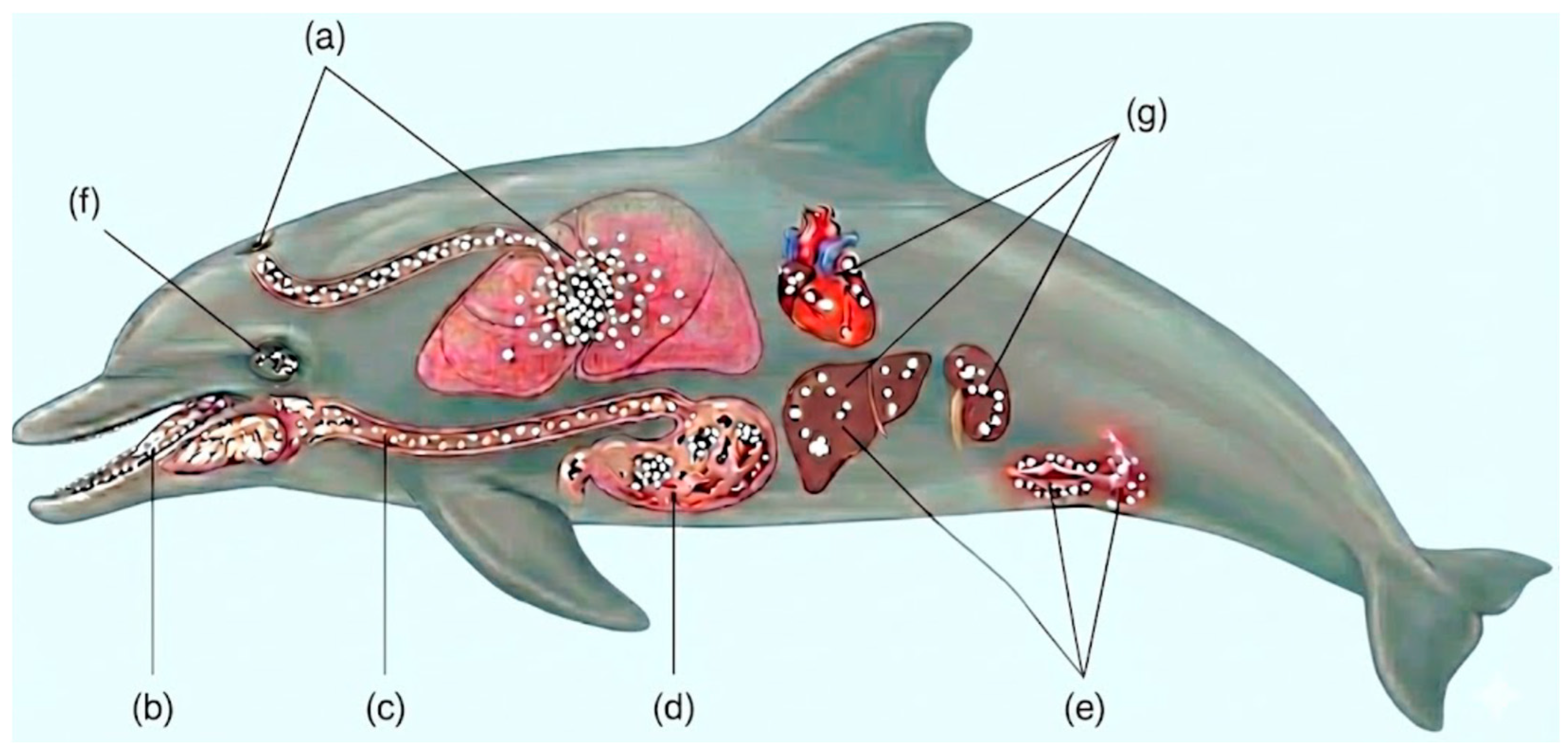 Candida Infections in Marine Mammals: Epidemiology, Antifungal ...