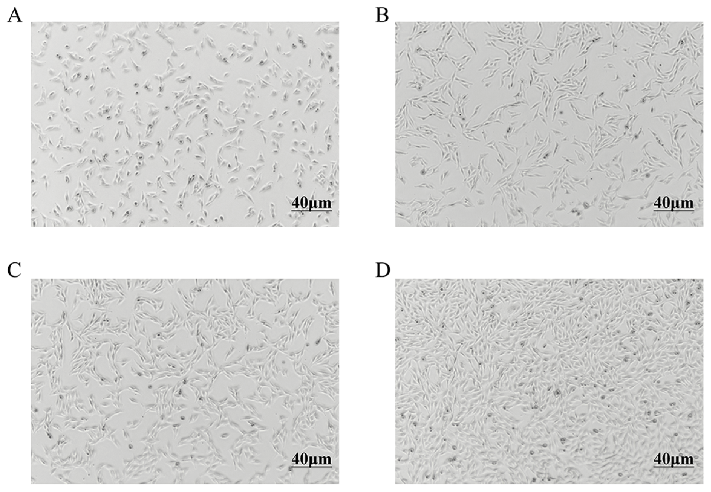 The Influence of the FGF8 Gene on the Proliferation and Differentiation ...