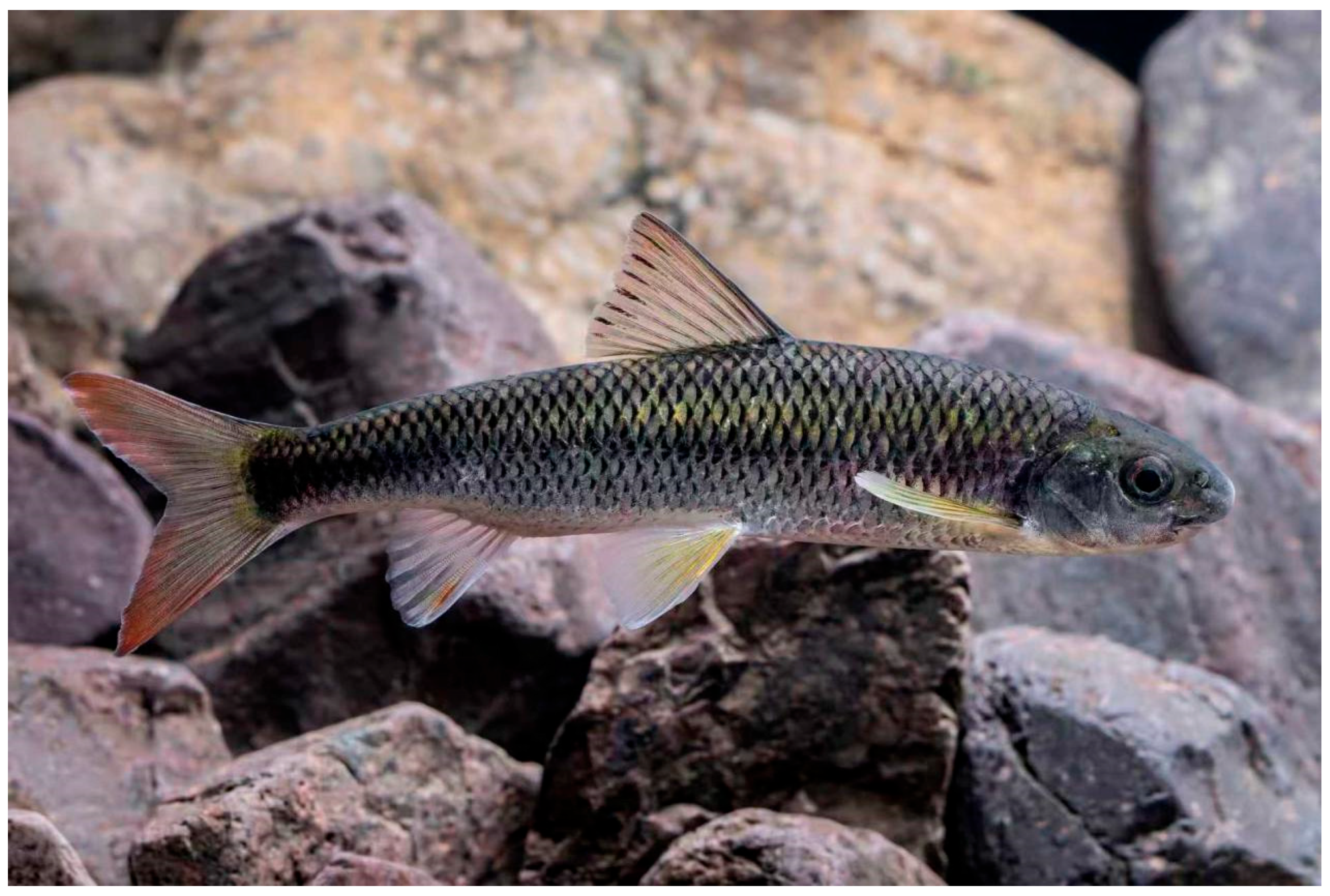 Scaphesthes zhejiangensis, a New Species of Shoveljaw Carp (Teleostei ...