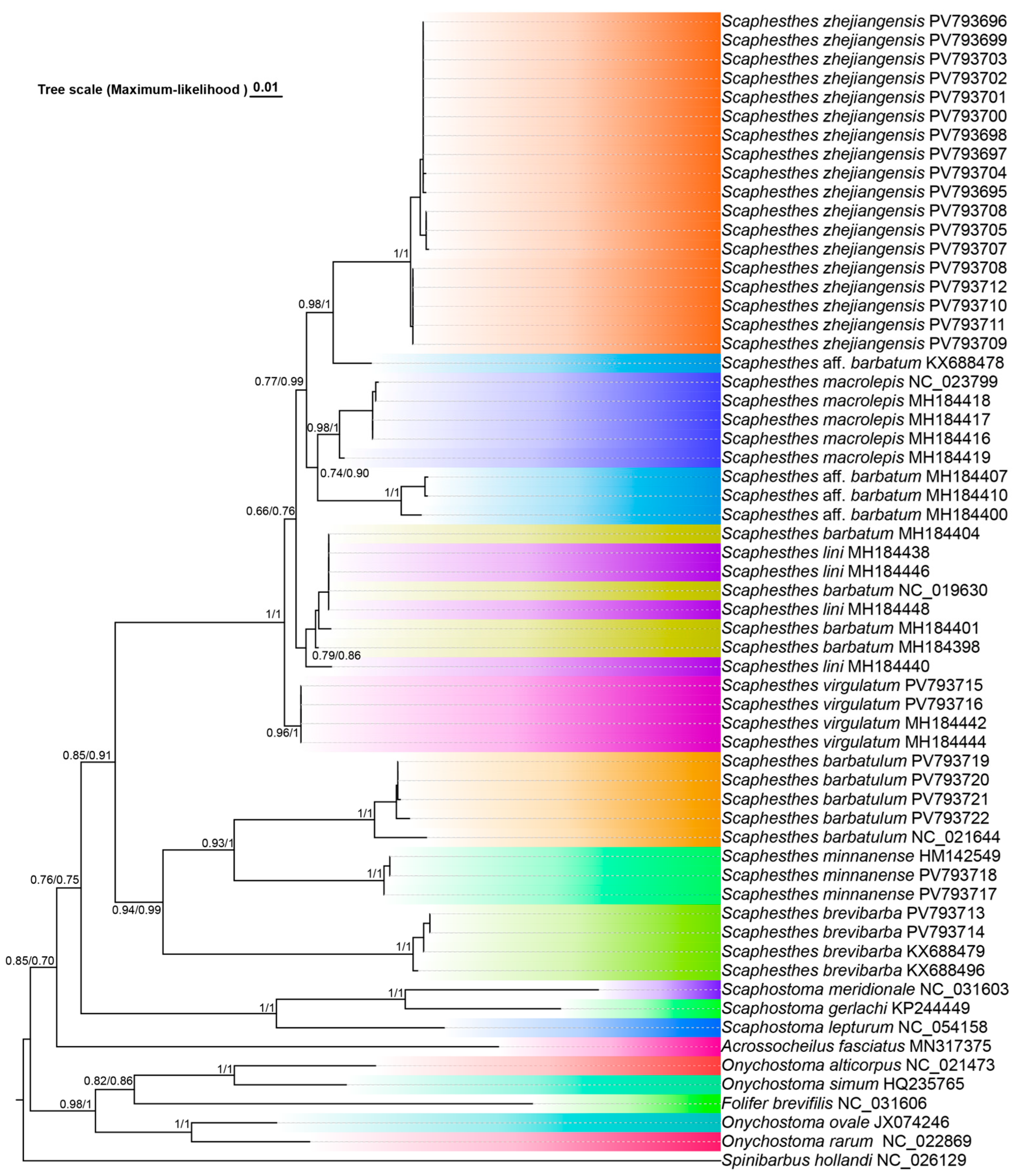 Scaphesthes zhejiangensis, a New Species of Shoveljaw Carp (Teleostei ...