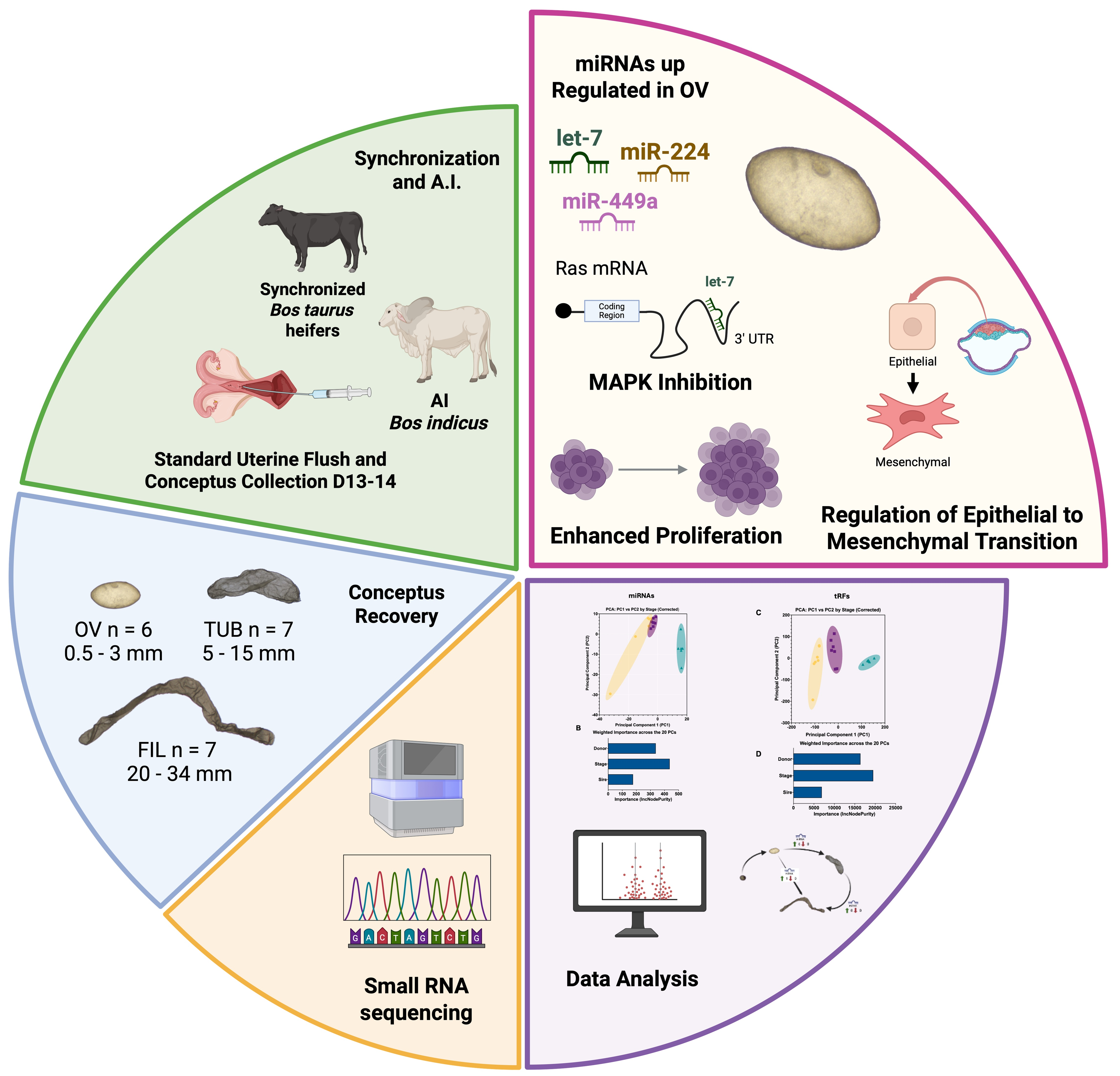Profiling of Small Noncoding RNAs During Bovine Conceptus Elongation ...