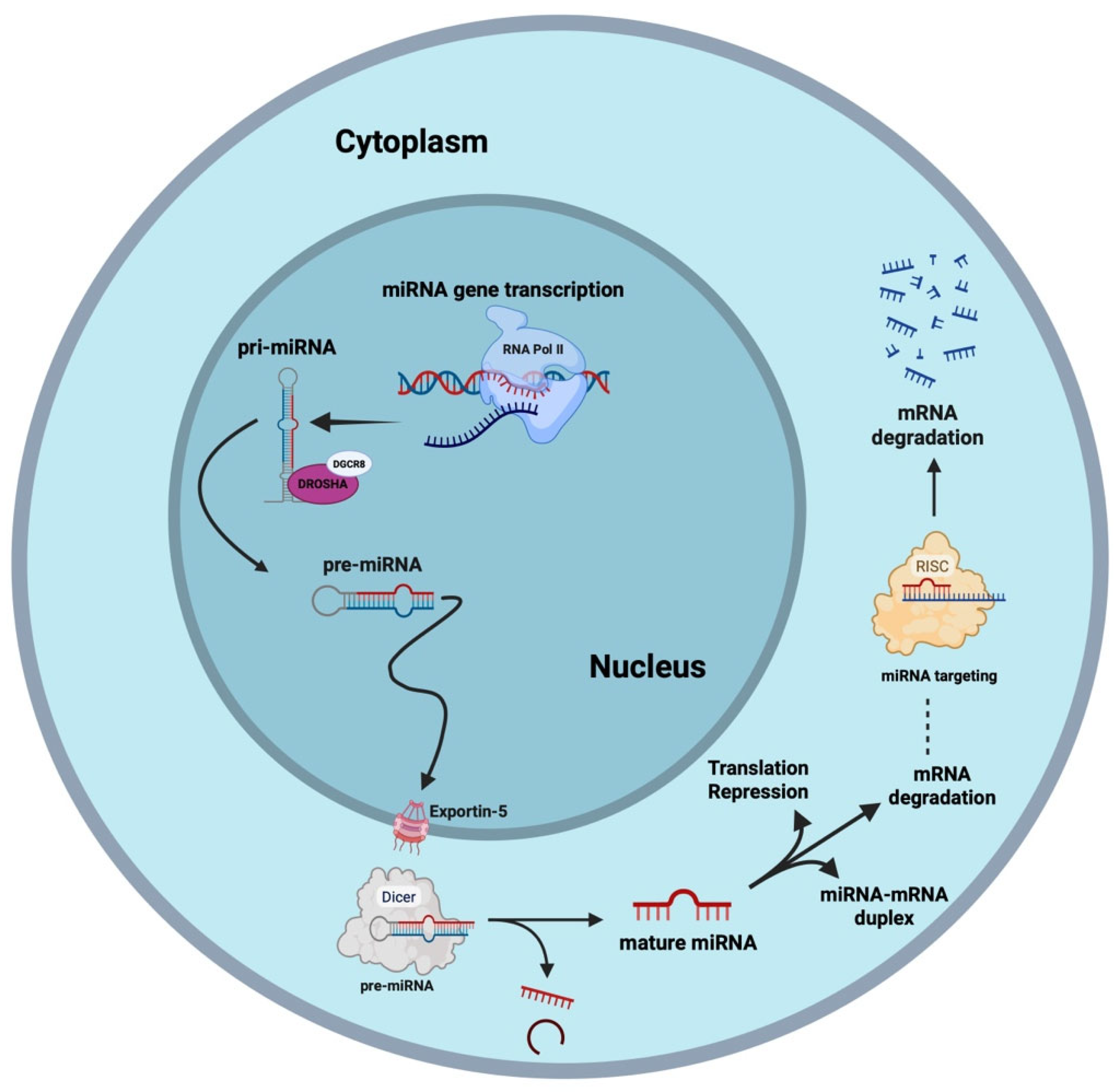 Profiling of Small Noncoding RNAs During Bovine Conceptus Elongation ...