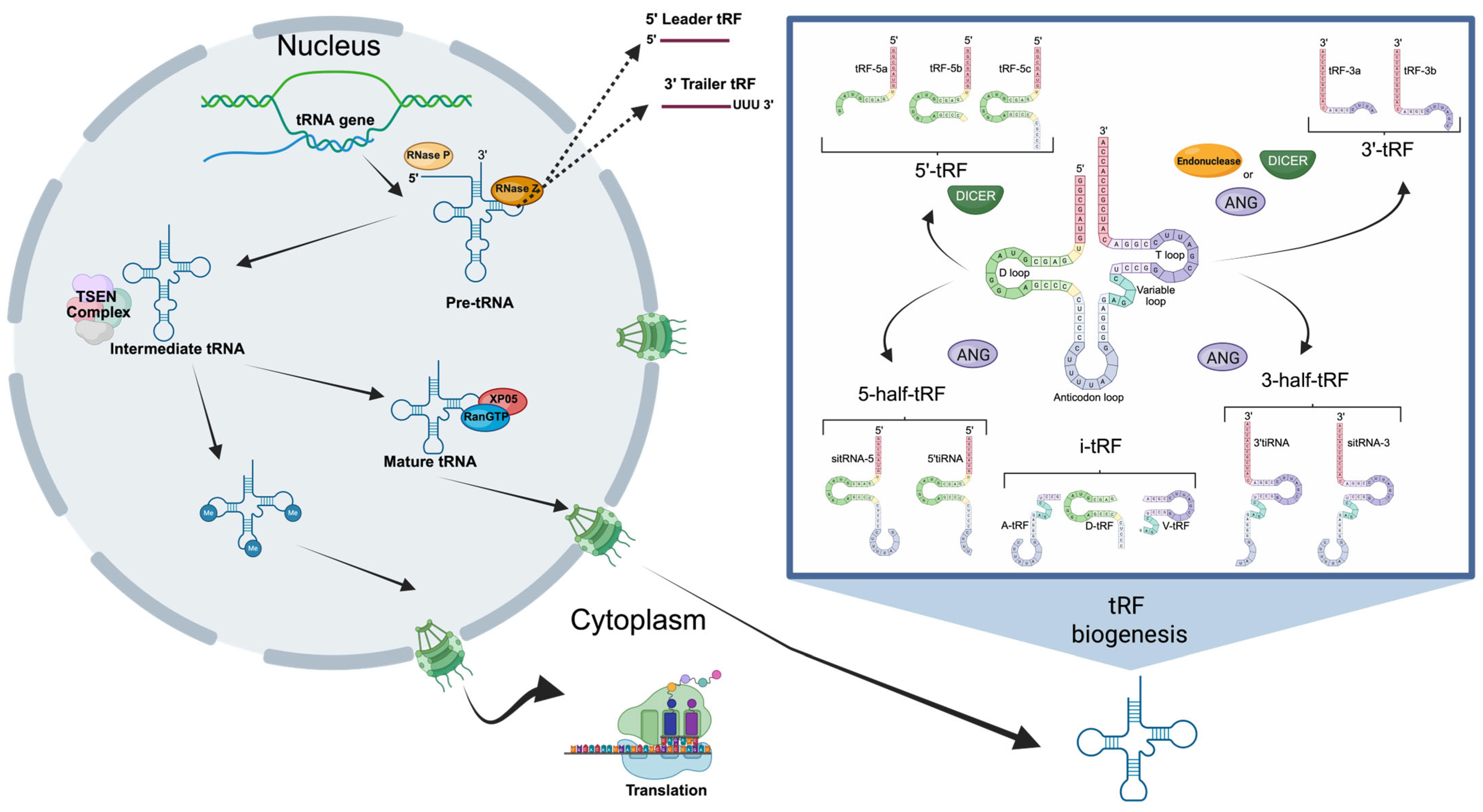 Profiling of Small Noncoding RNAs During Bovine Conceptus Elongation ...