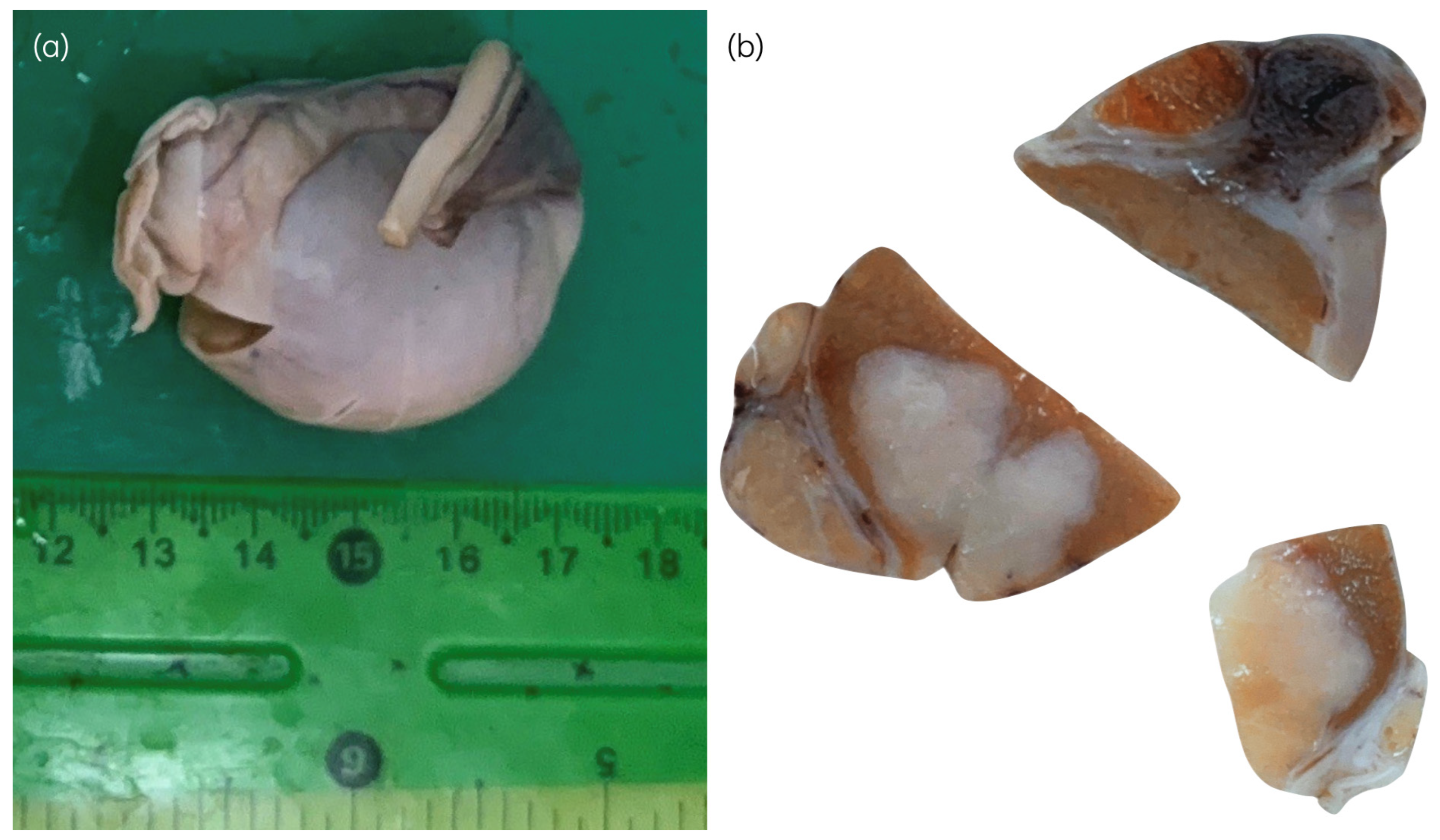 Clinical Management of Testicular Tumors in Dogs