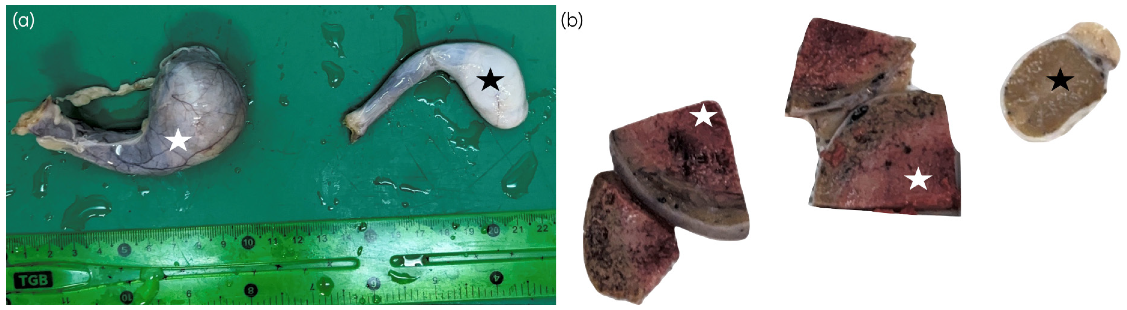 Clinical Management of Testicular Tumors in Dogs