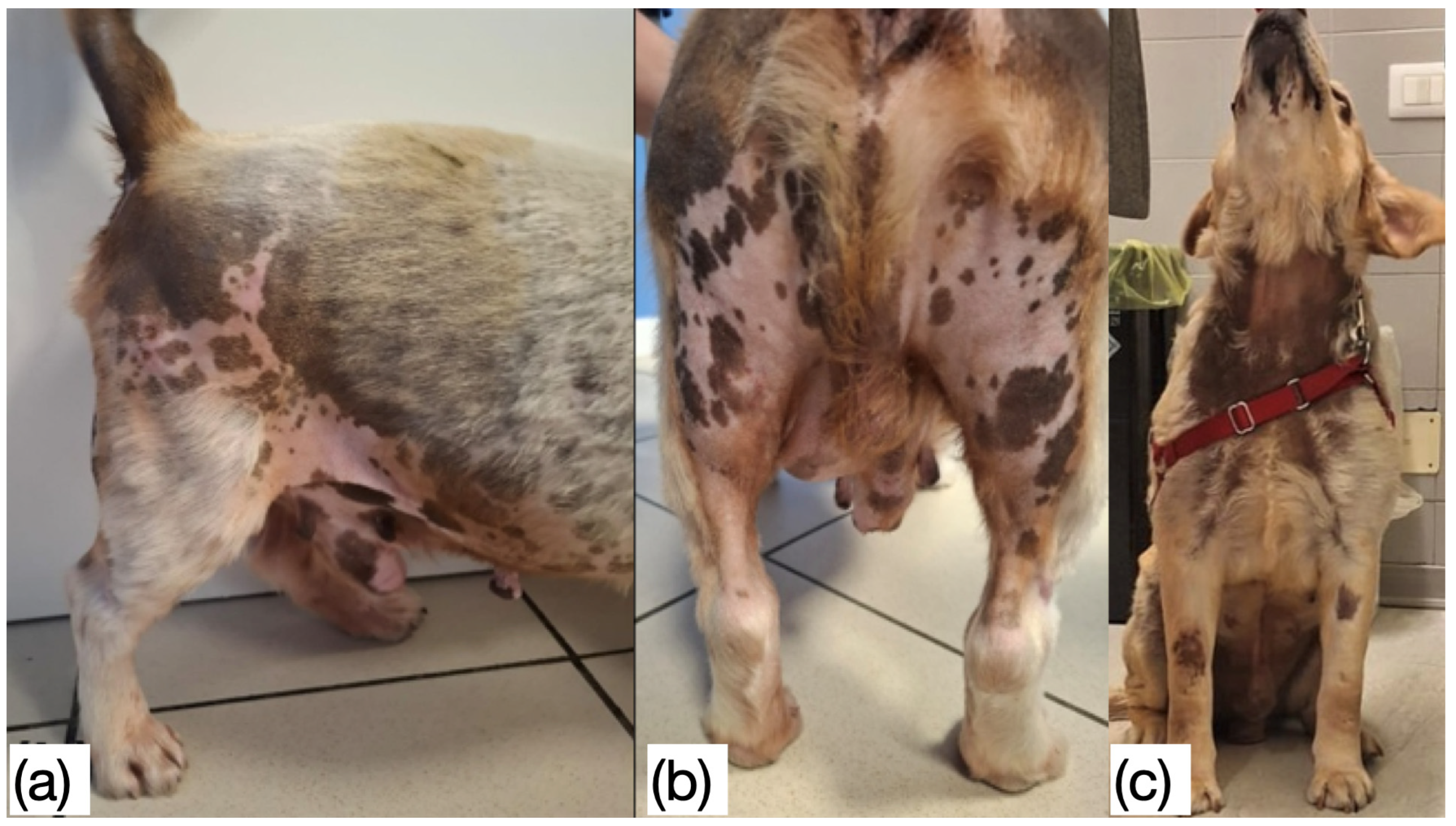Clinical Management of Testicular Tumors in Dogs