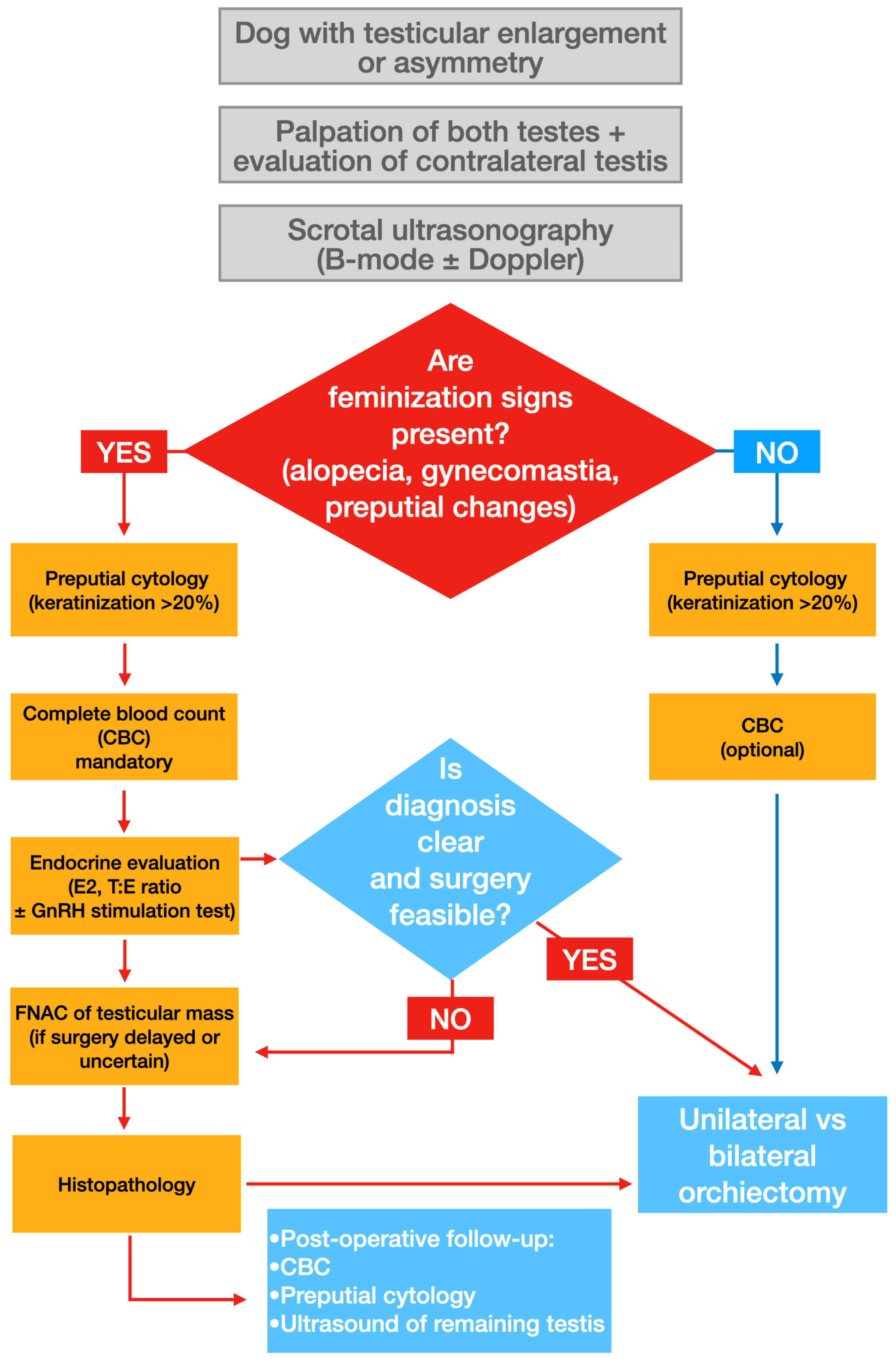 Clinical Management of Testicular Tumors in Dogs