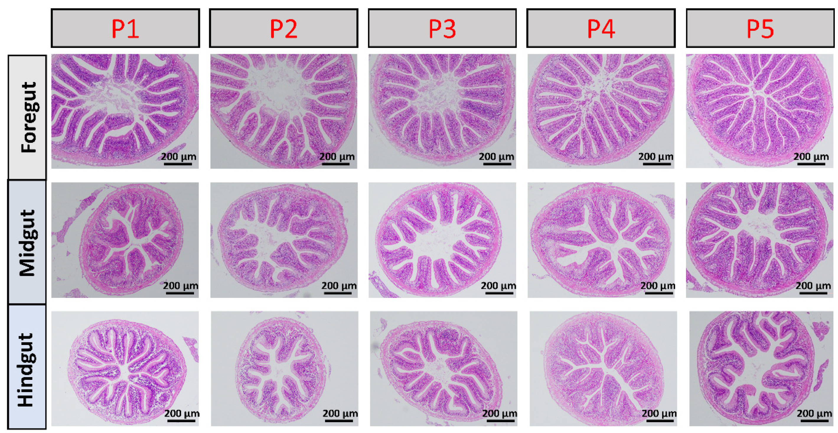Dietary Protein Requirement of Juvenile Tor sinensis Based on Growth ...