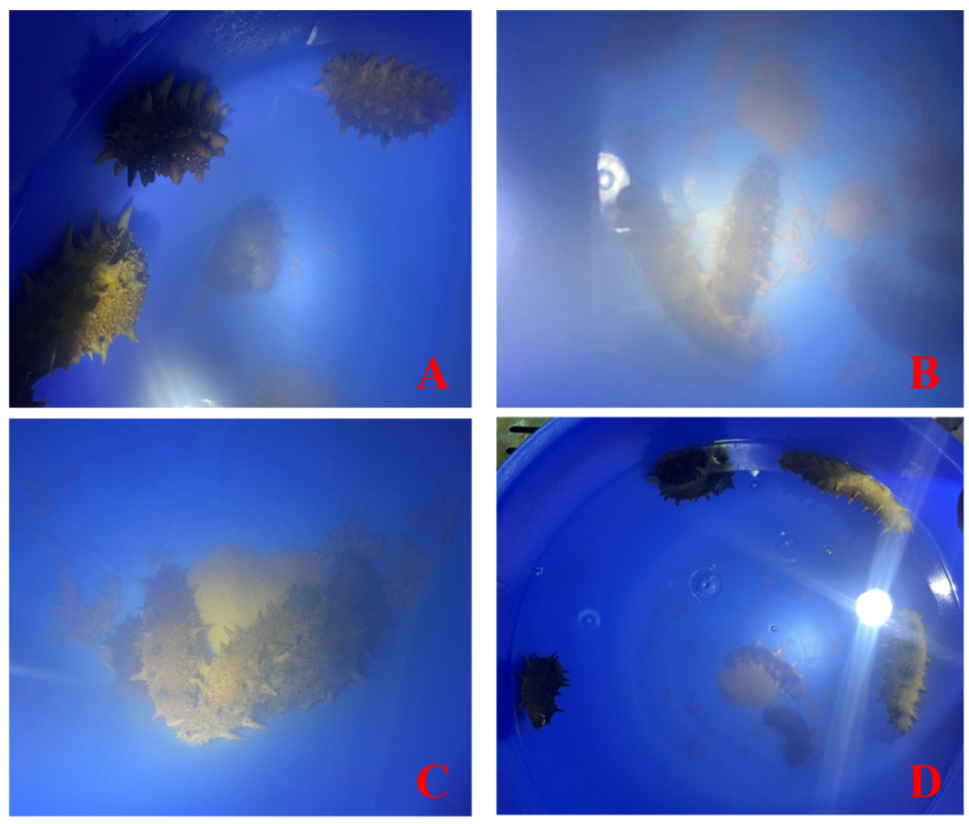 A Sea Mud Feed Matrix Shapes Short-Term Dietborne Glyphosate Exposure ...