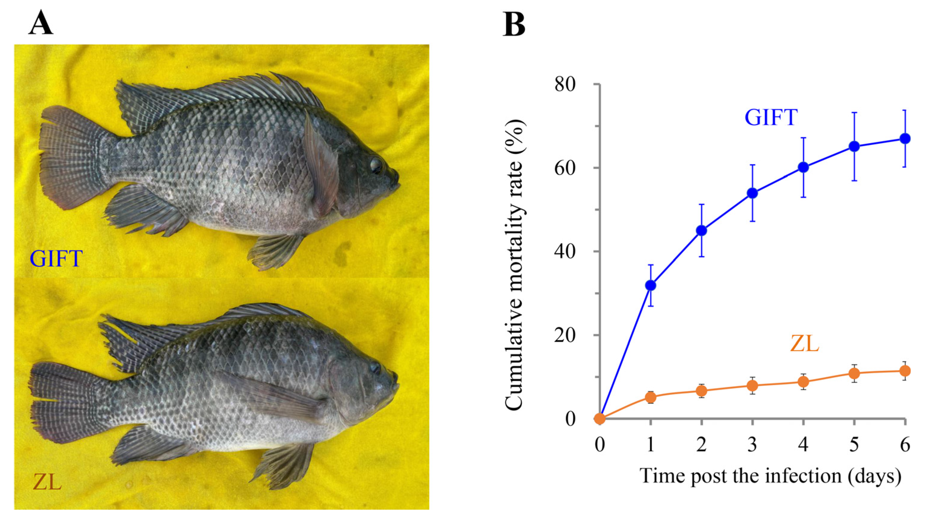 Identification of Association Between Mucus Microbiota and Gene ...