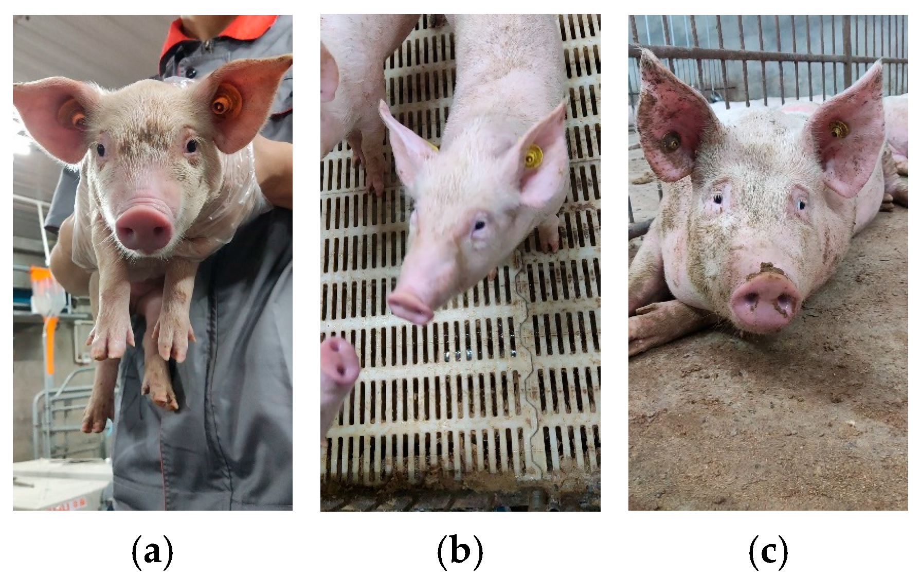 DESA-YOLO: A Growth-Stage Adaptive Pig Face Recognition Algorithm Based ...