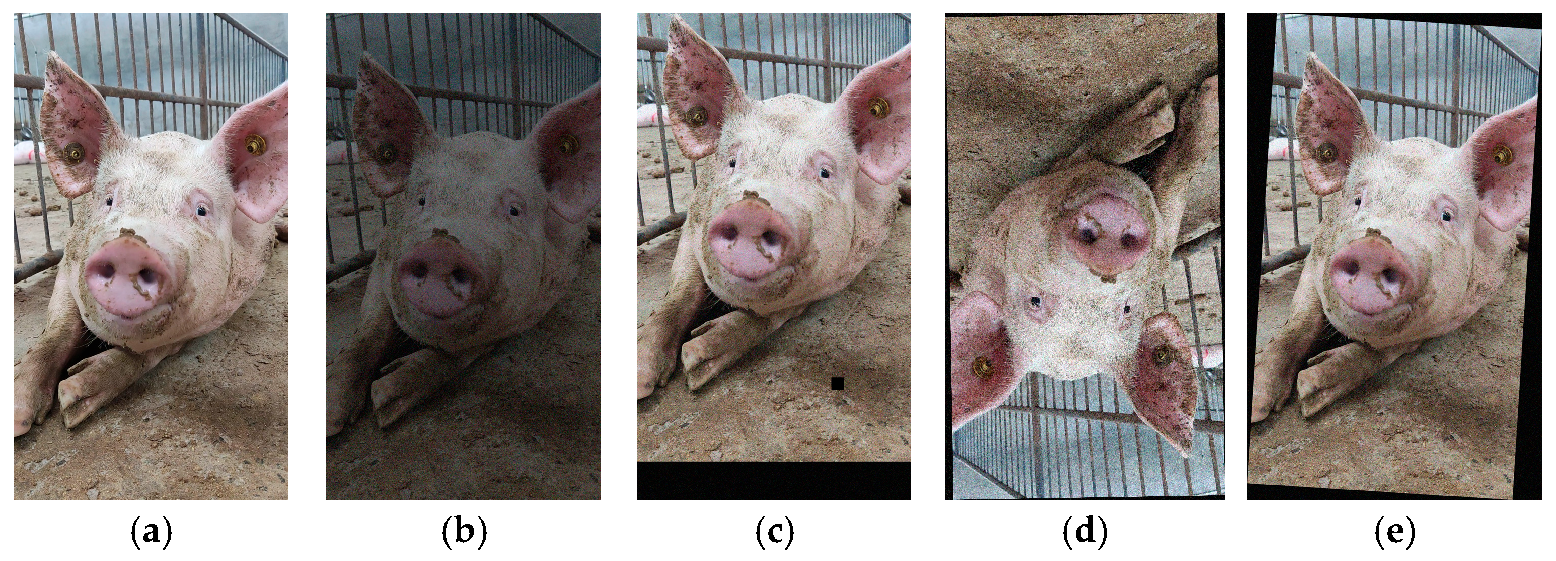 DESA-YOLO: A Growth-Stage Adaptive Pig Face Recognition Algorithm Based ...