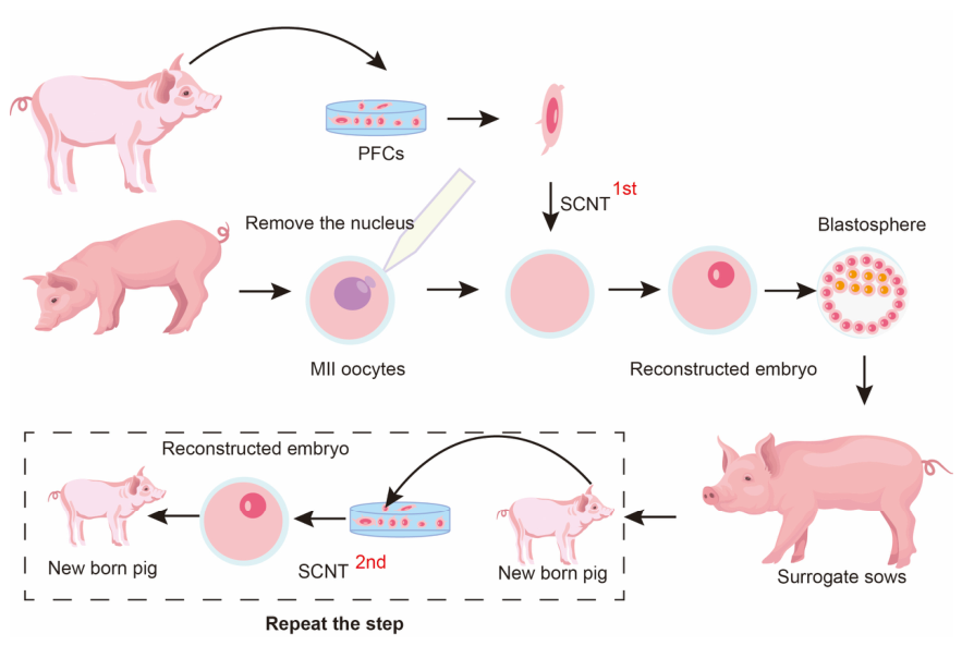 Epigenetic Drift and the Generational Limit of Serial Somatic Cell ...