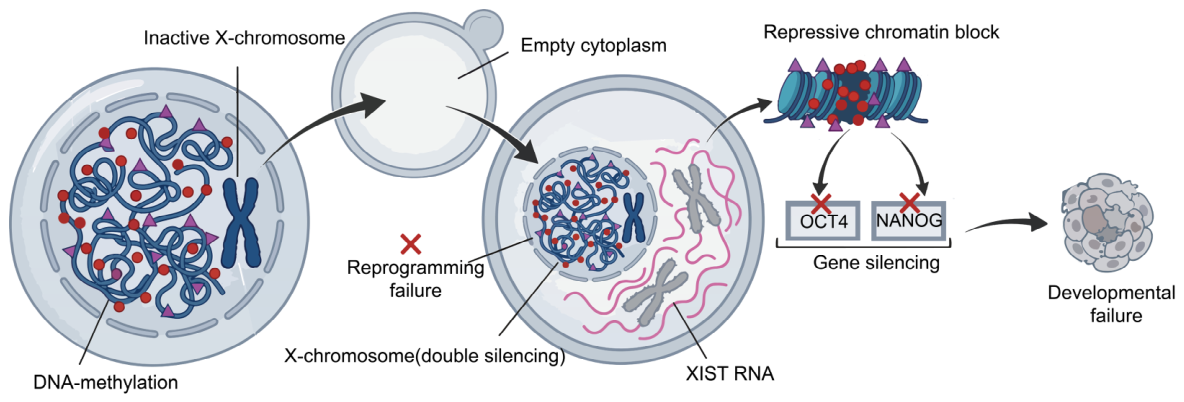 Epigenetic Drift and the Generational Limit of Serial Somatic Cell ...