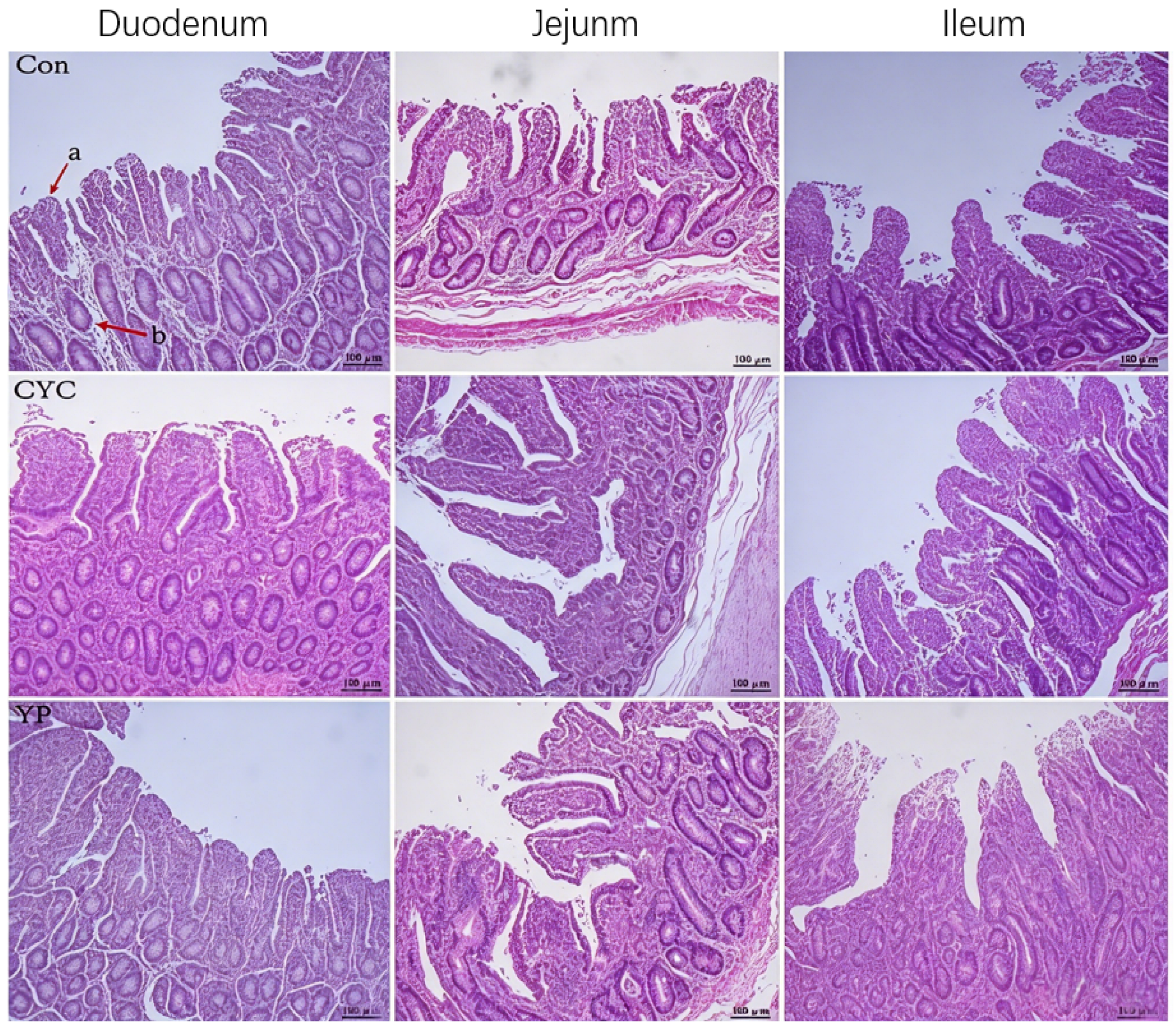 Effects of Compound Yeast Culture and Yeast Cell Wall Polysaccharide on ...