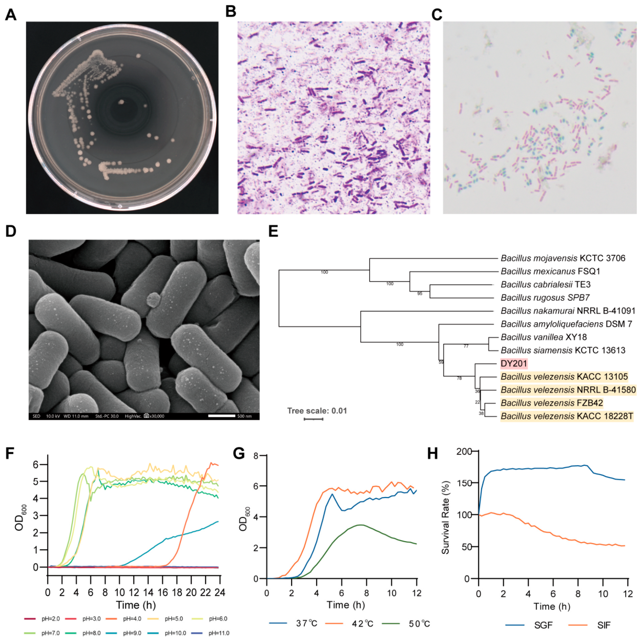 Characterization of Bacillus velezensis DY201: Antimicrobial Mechanisms ...