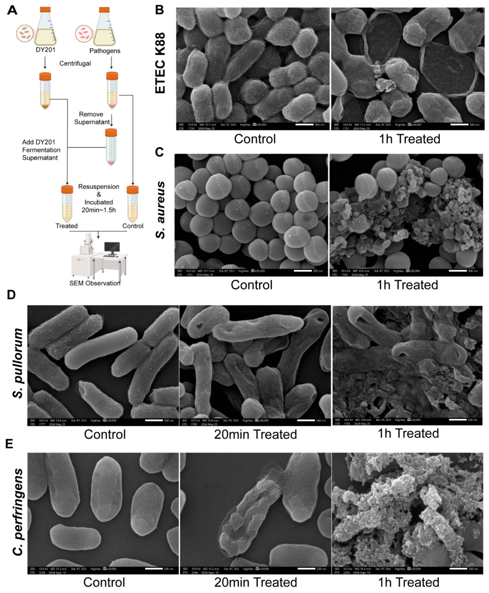 Characterization of Bacillus velezensis DY201: Antimicrobial Mechanisms ...