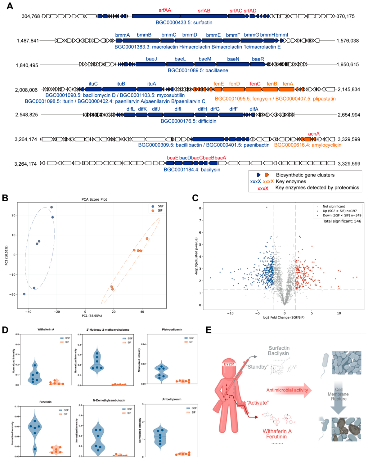 Characterization of Bacillus velezensis DY201: Antimicrobial Mechanisms ...