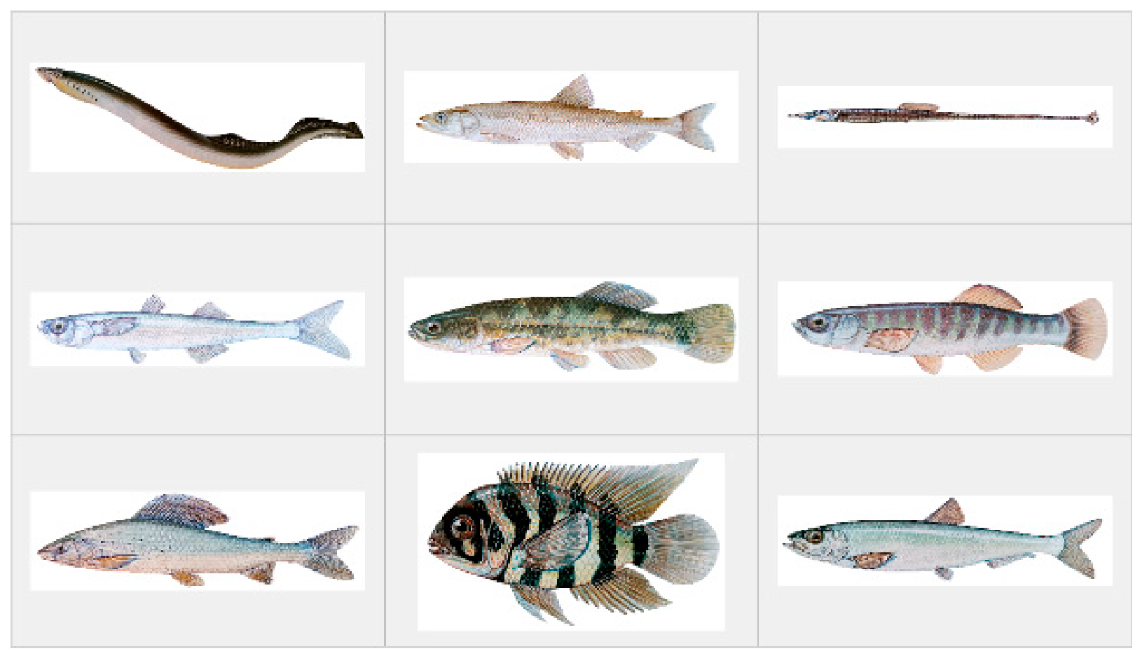 From Beauty to Protection: How Phenotypic Traits Influence Conservation ...