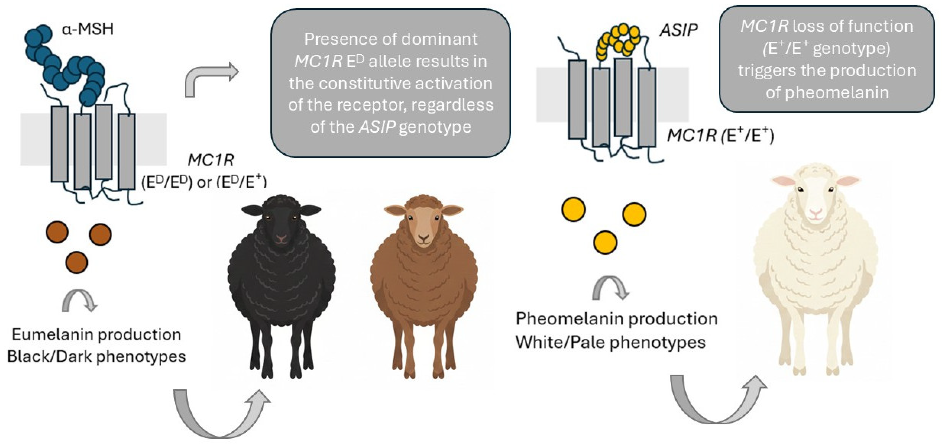 Assessment of a Reduced SNP Panel Targeting Prolificacy and Coat Color ...