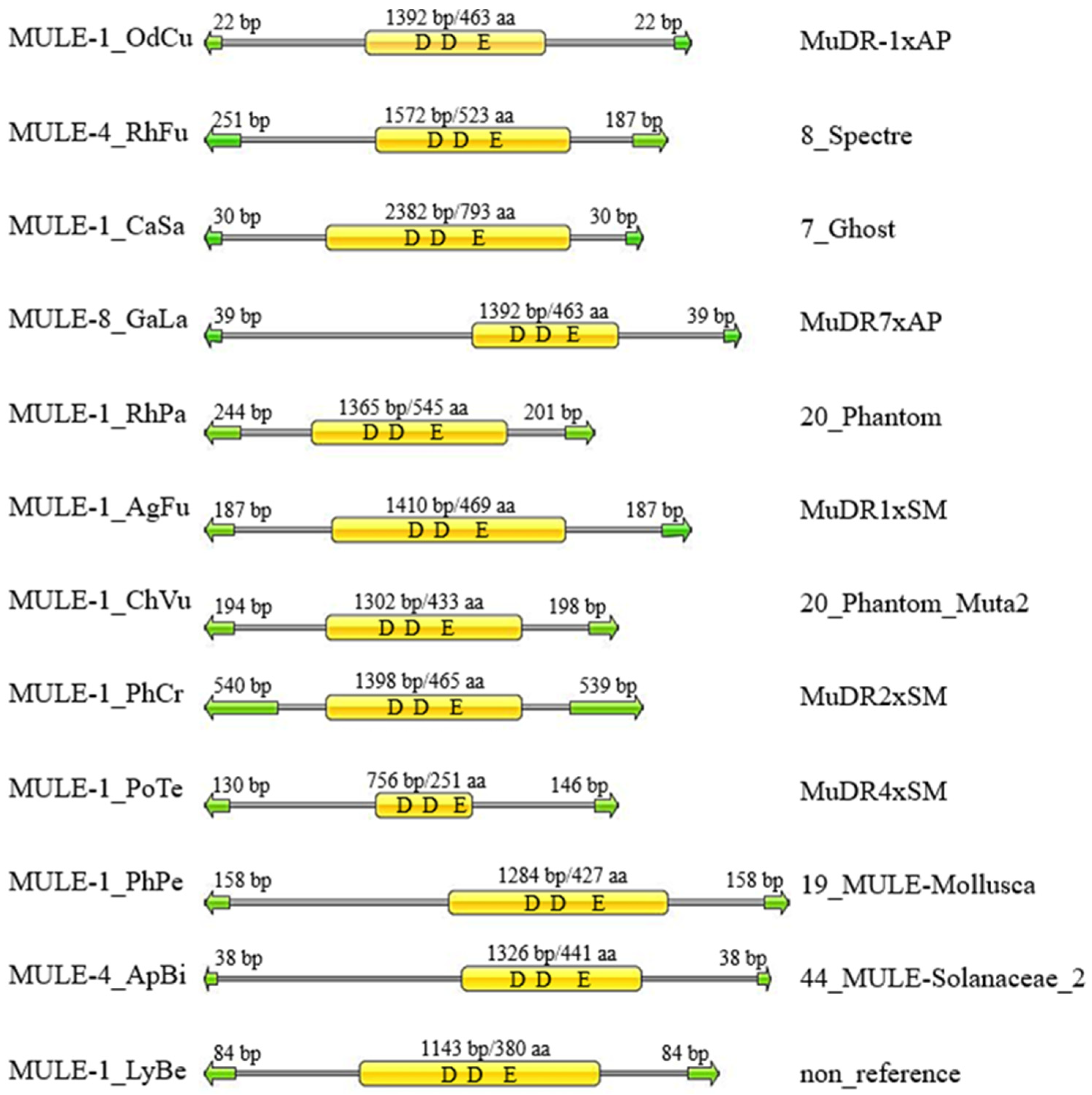 Divergent Evolutionary Profile of MULE Transposons in Arthropods