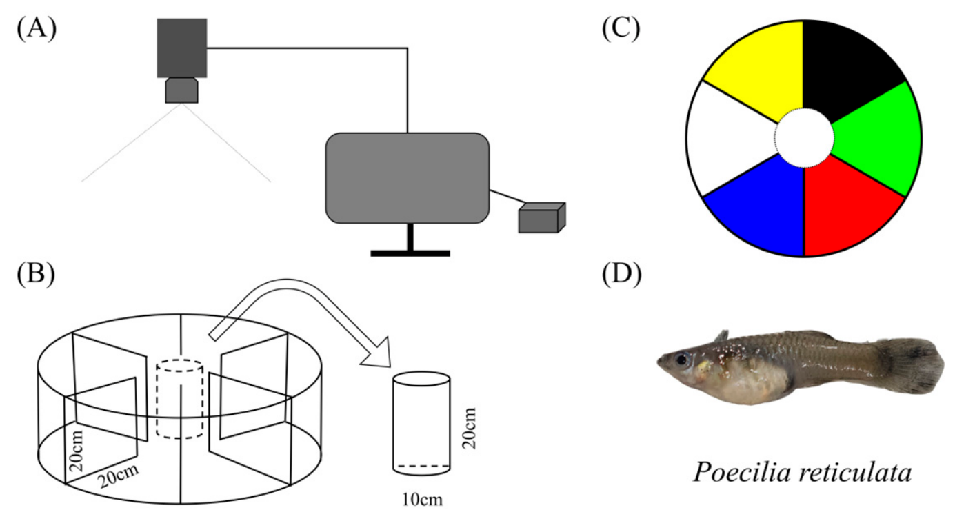 Immediate Background Color Choice in Male and Female Poecilia reticulata