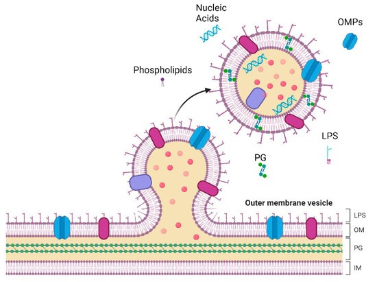 Bacterial Outer Membrane Vesicles: Role in Pathogenesis and Host-Cell ...