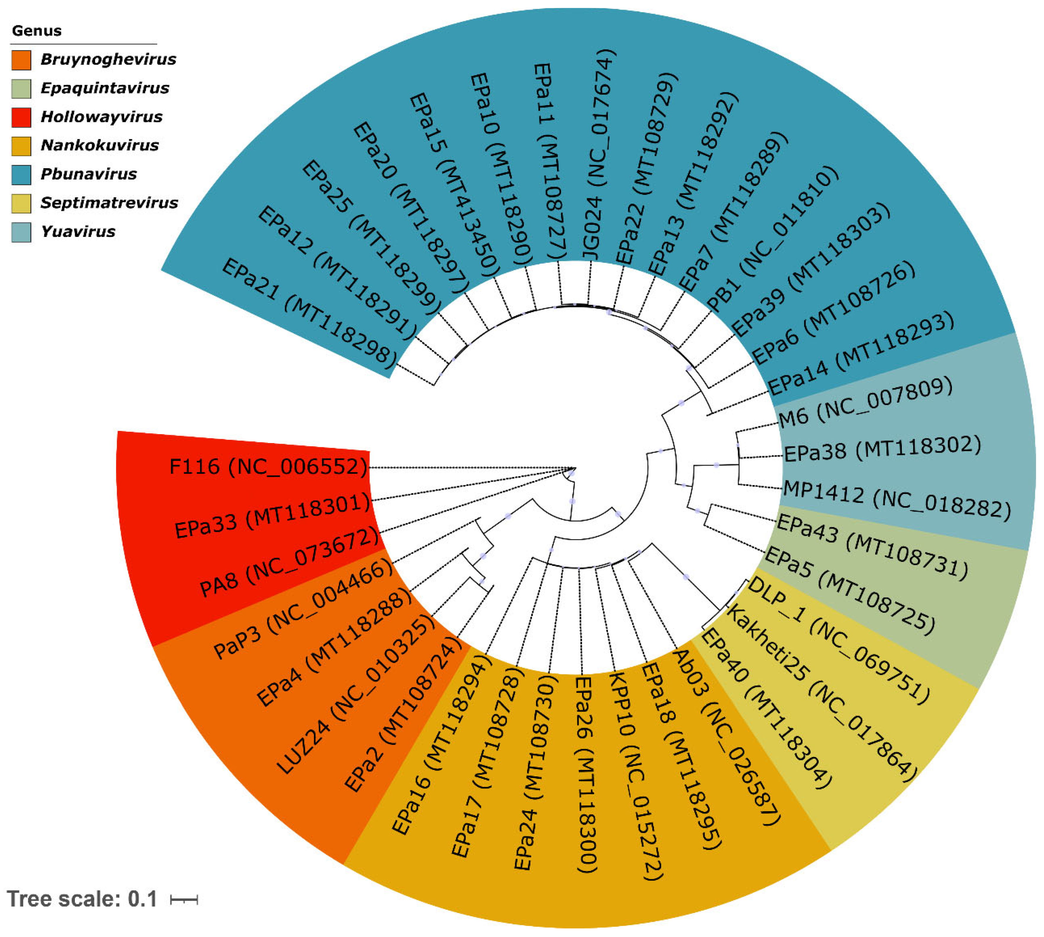 Pseudomonas aeruginosa Phage Cocktails: Rational Design and Efficacy ...