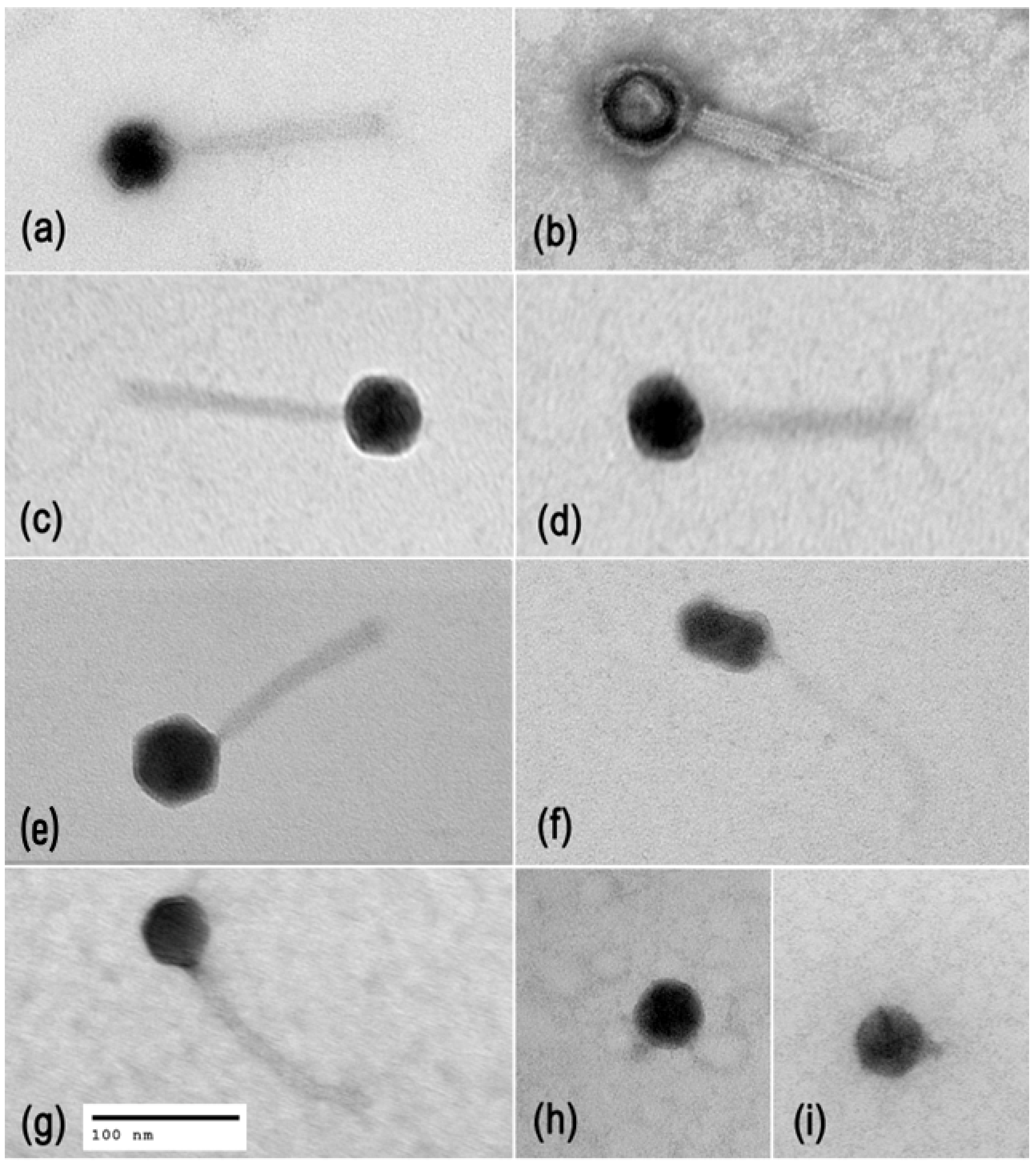 Pseudomonas aeruginosa Phage Cocktails: Rational Design and Efficacy ...