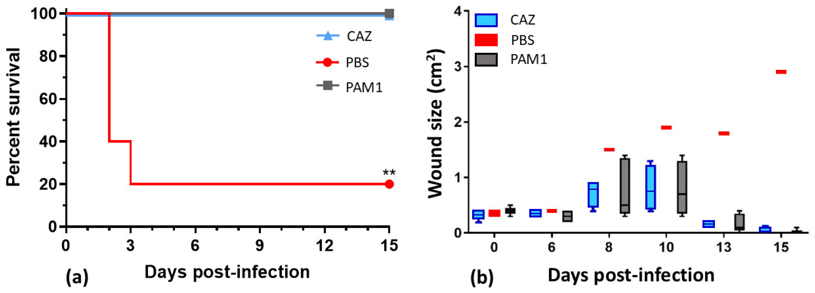 Pseudomonas aeruginosa Phage Cocktails: Rational Design and Efficacy ...