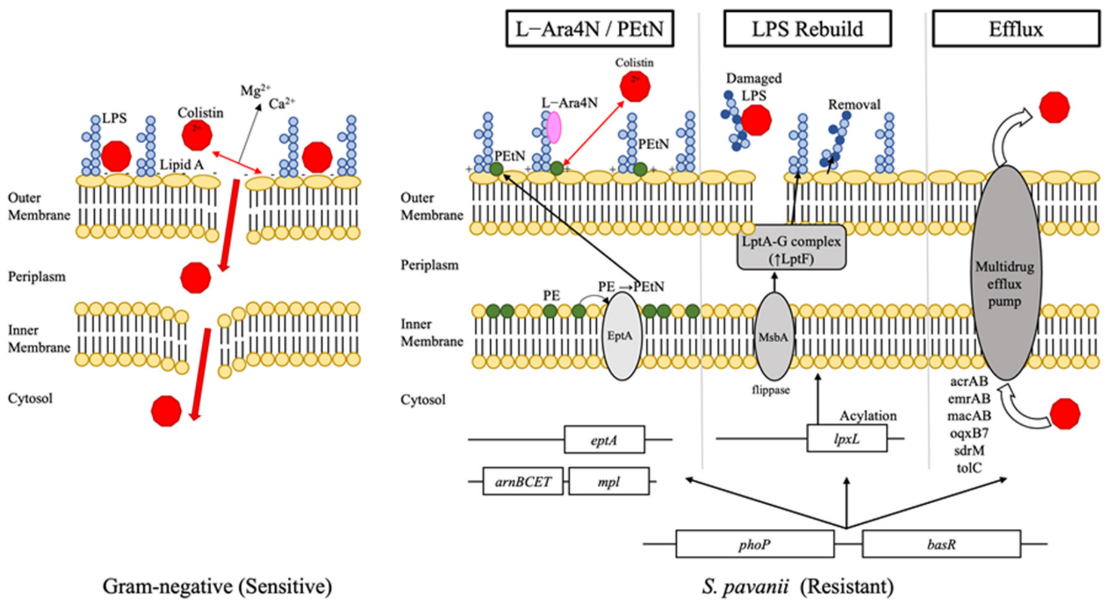 Genome-Based Analysis of Chromosomal Colistin Non-Susceptibility in ...
