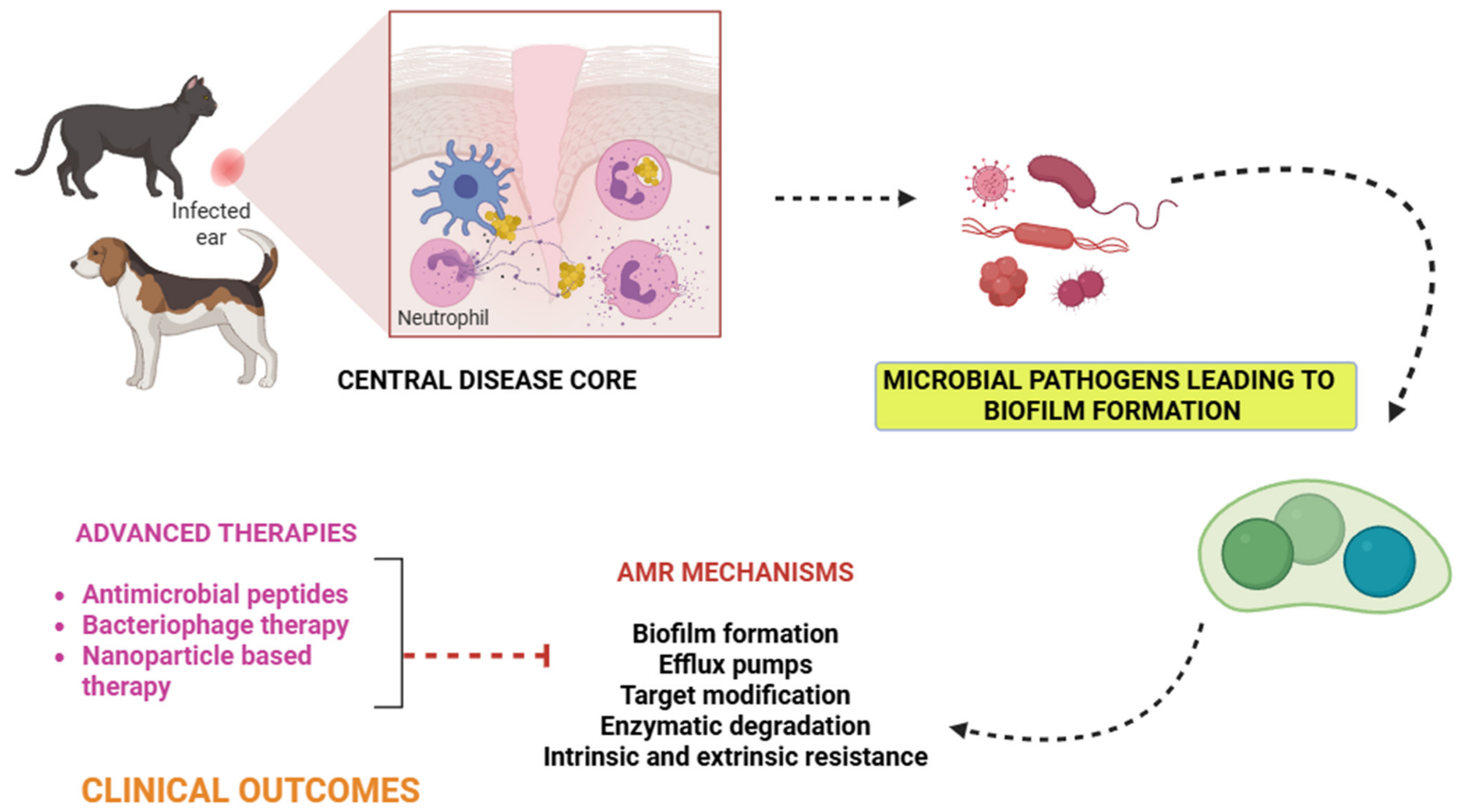 Companion Dogs and Cats as Key Reservoirs of Antimicrobial Resistance ...