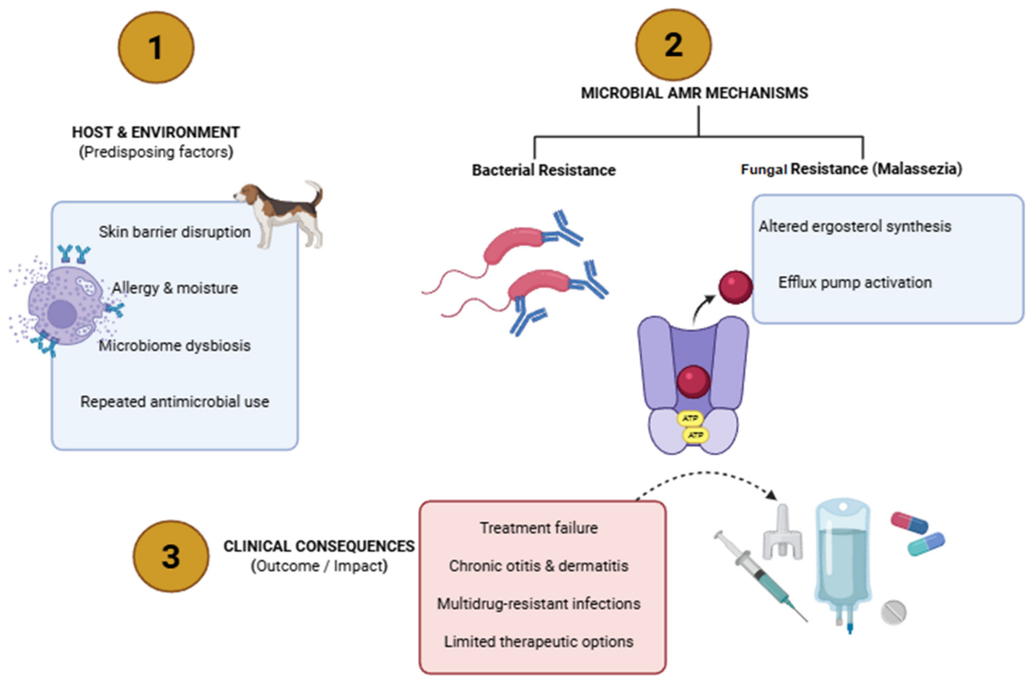 Companion Dogs and Cats as Key Reservoirs of Antimicrobial Resistance ...