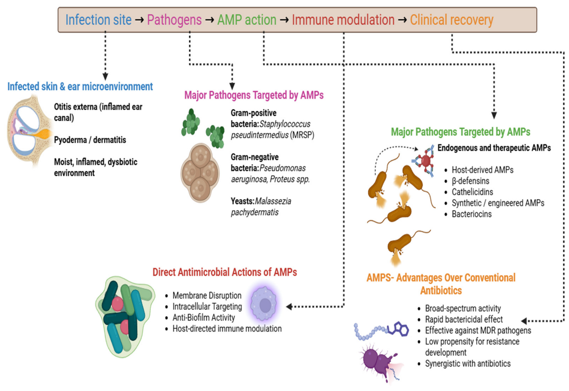 Companion Dogs and Cats as Key Reservoirs of Antimicrobial Resistance ...