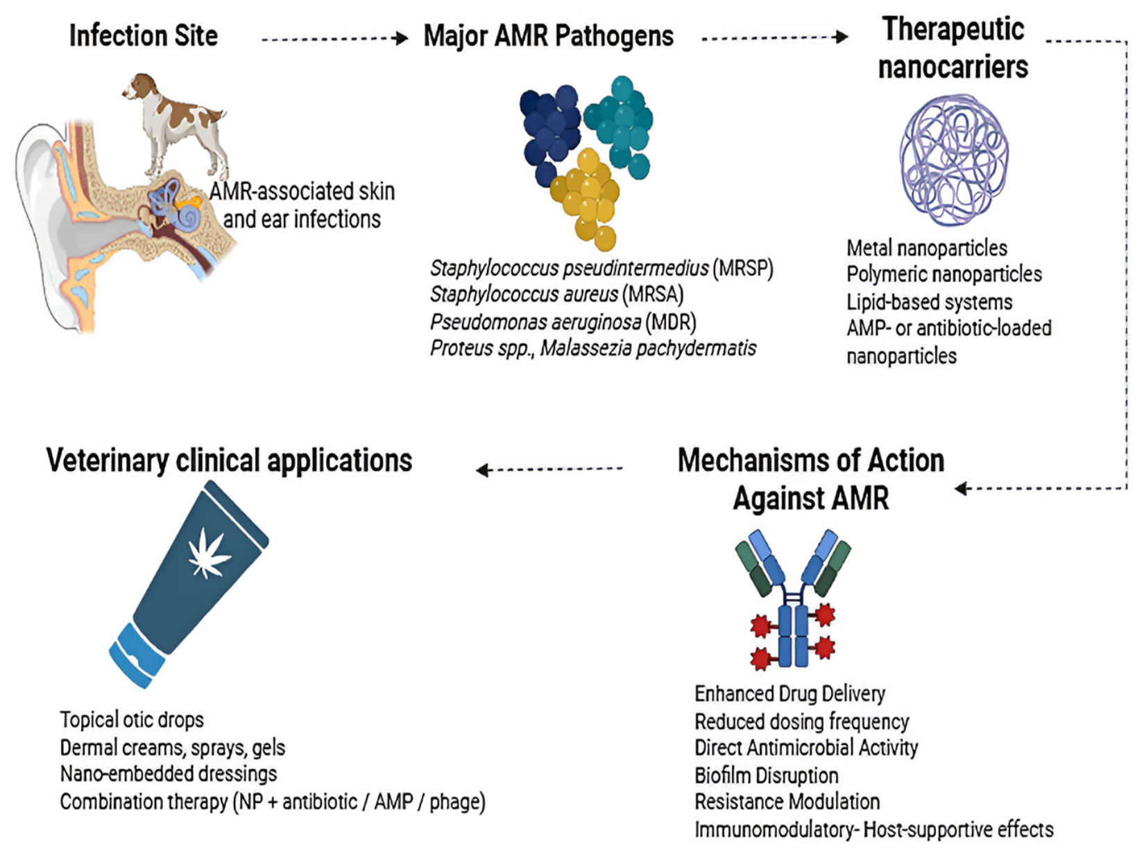 Companion Dogs and Cats as Key Reservoirs of Antimicrobial Resistance ...