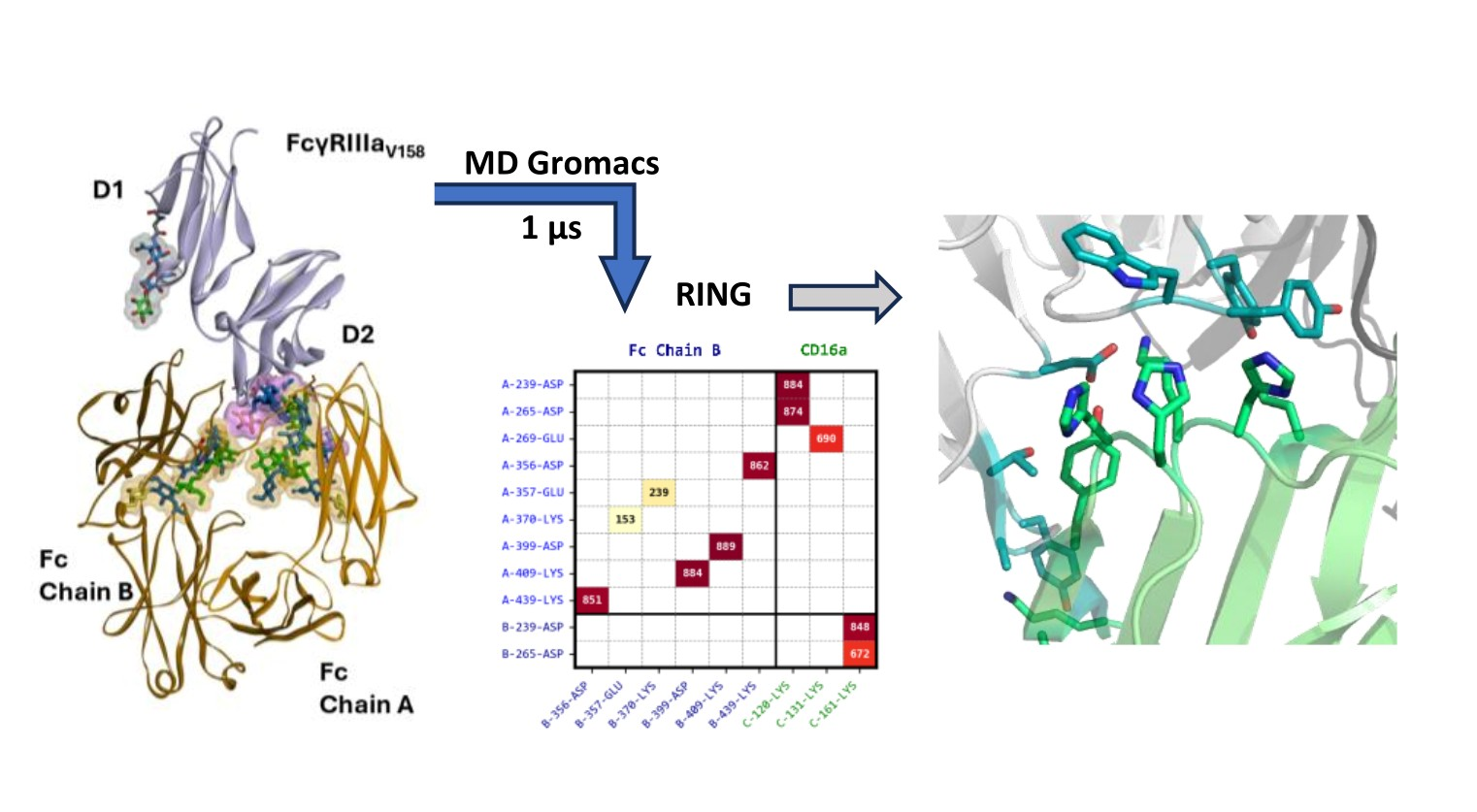 Microsecond Dynamics of Fc–CD16a Recognition: Impact of Mutations, Core ...