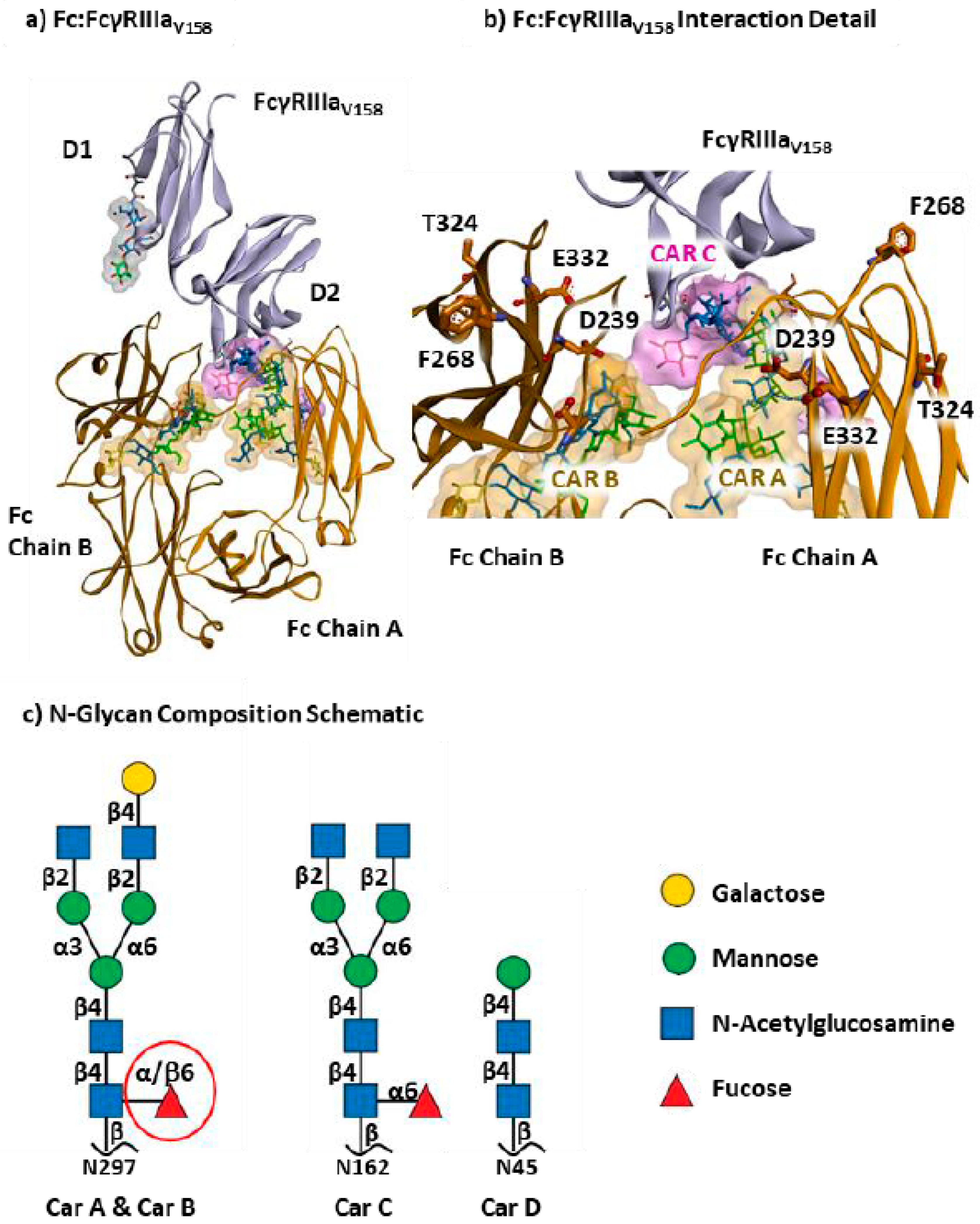 Microsecond Dynamics of Fc–CD16a Recognition: Impact of Mutations, Core ...