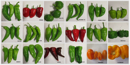Capsaicinoids, Polyphenols and Antioxidant Activities of Capsicum ...