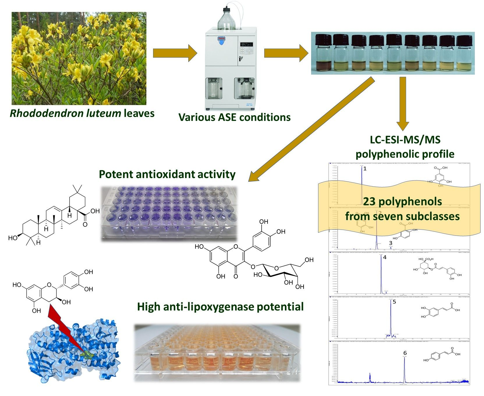 Antioxidants Free Full Text Influence Of Accelerated Solvent Antioxidants Free Full Text Influence Of Accelerated Solvent