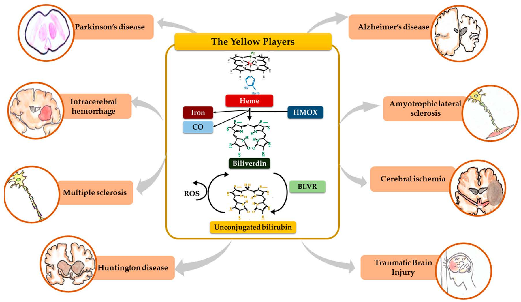 Antioxidants Free Full Text The Role Of Bilirubin And The Other Antioxidants Free Full Text The Role Of Bilirubin And The Other