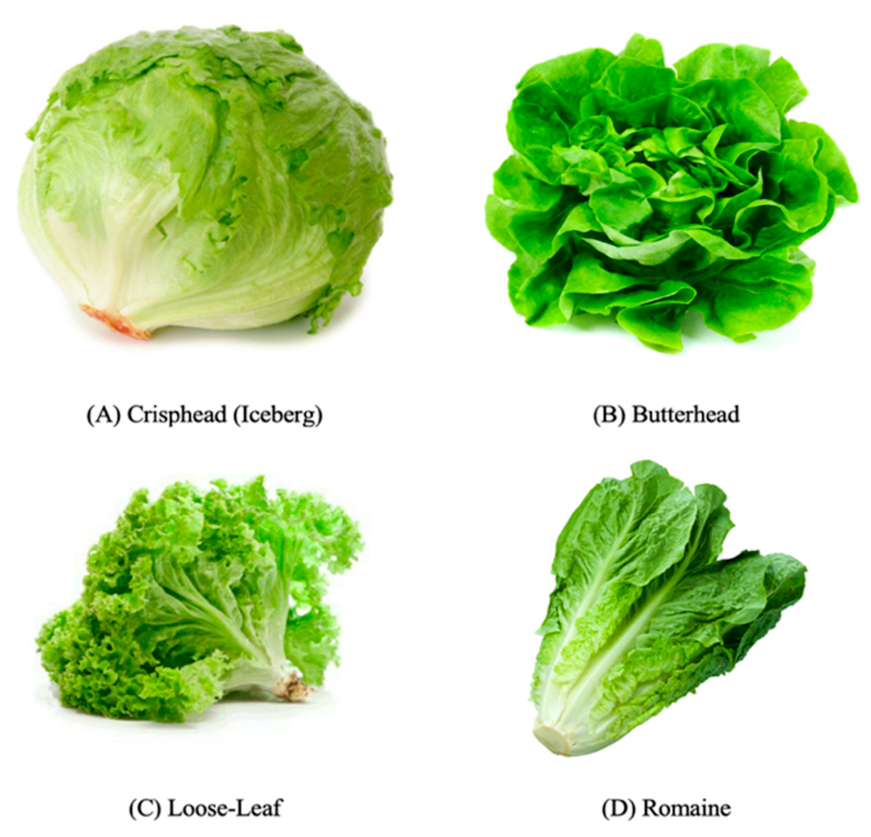 Types Of Lettuce Types Of Lettuce