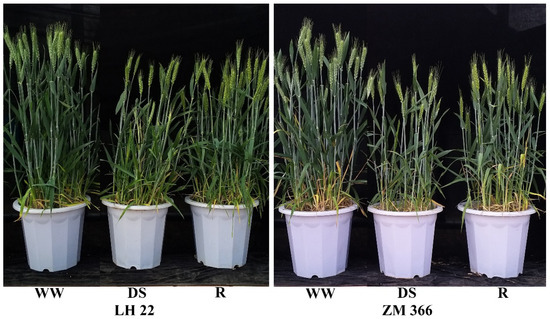 Analysis of Physiological Indicators Associated with Drought Tolerance ...