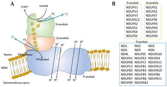 Mitochondrial Complex I, a Possible Sensible Site of cAMP Pathway in Aging