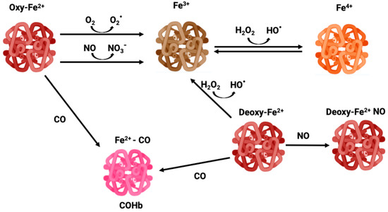 Carboxyhemoglobin (COHb): Unavoidable Bystander or Protective Player?