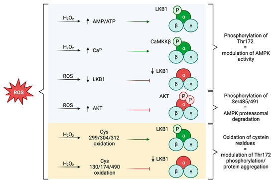 Linking ROS Levels to Autophagy: The Key Role of AMPK