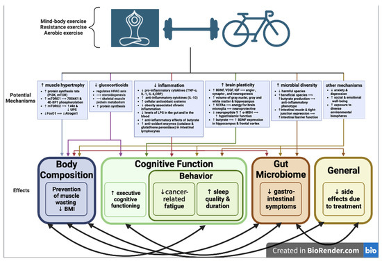 Examining the Mechanisms behind Exercise’s Multifaceted Impacts on Body ...