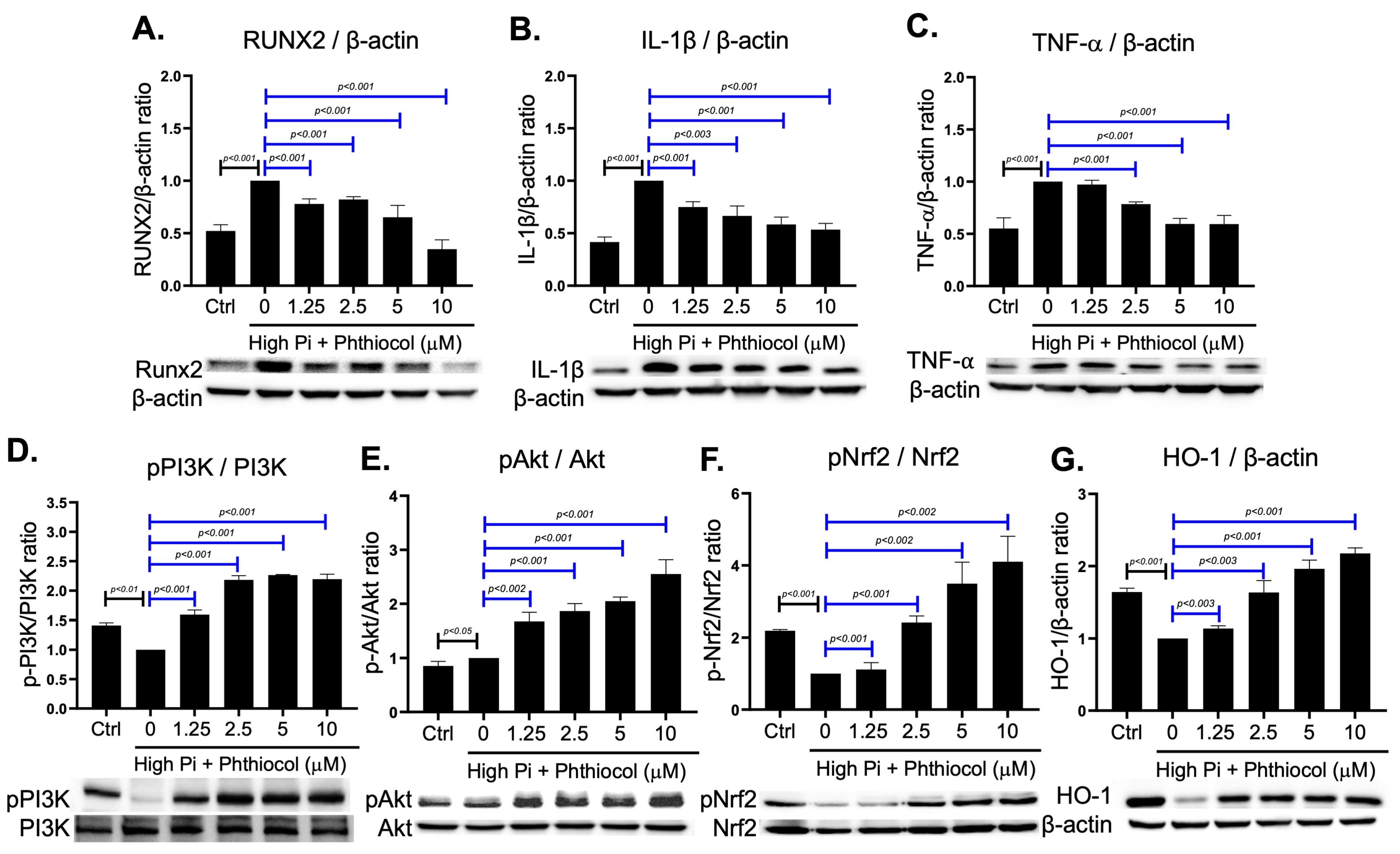 Vitamin K3 Analog Phthiocol Protects Against High Phosphate-Induced ...